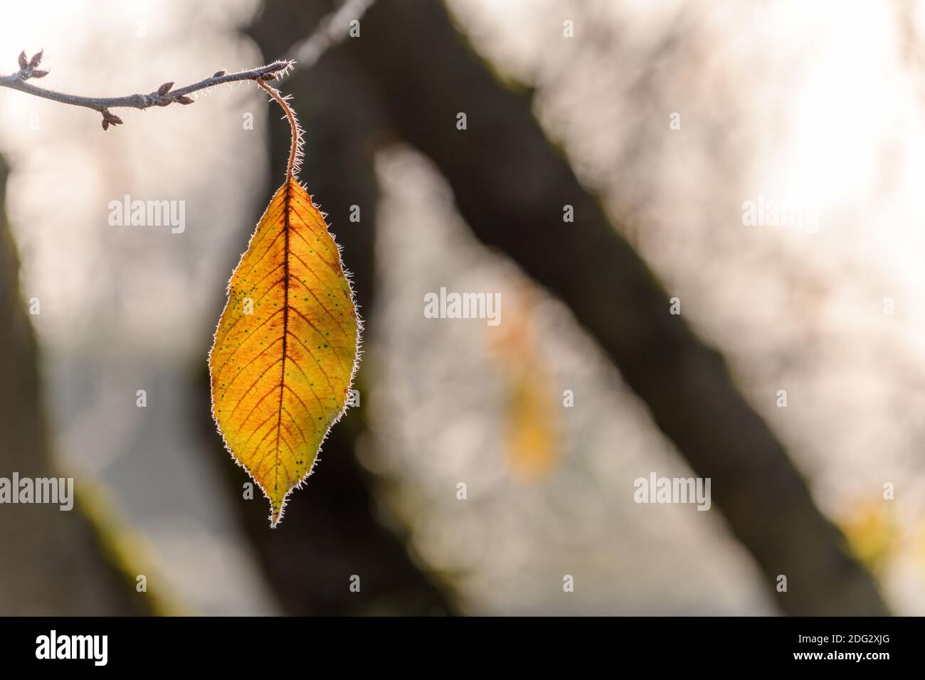 Red dead leaf on a branch of cherry tree in autumn. High quality photo ...