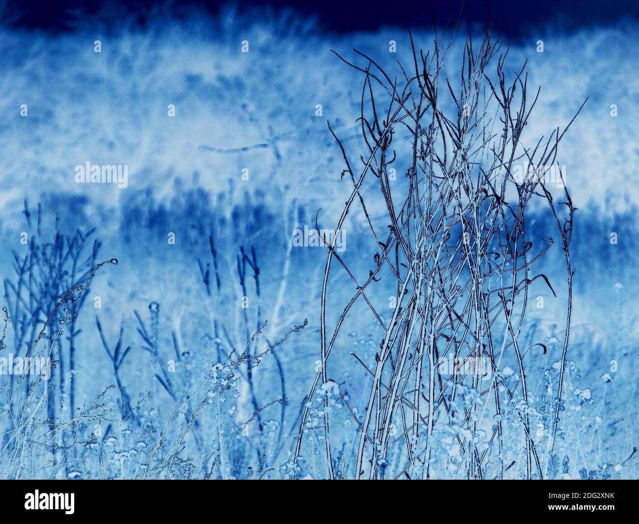 Dry Desert Flowers - Color Negative Stock Photo - Alamy