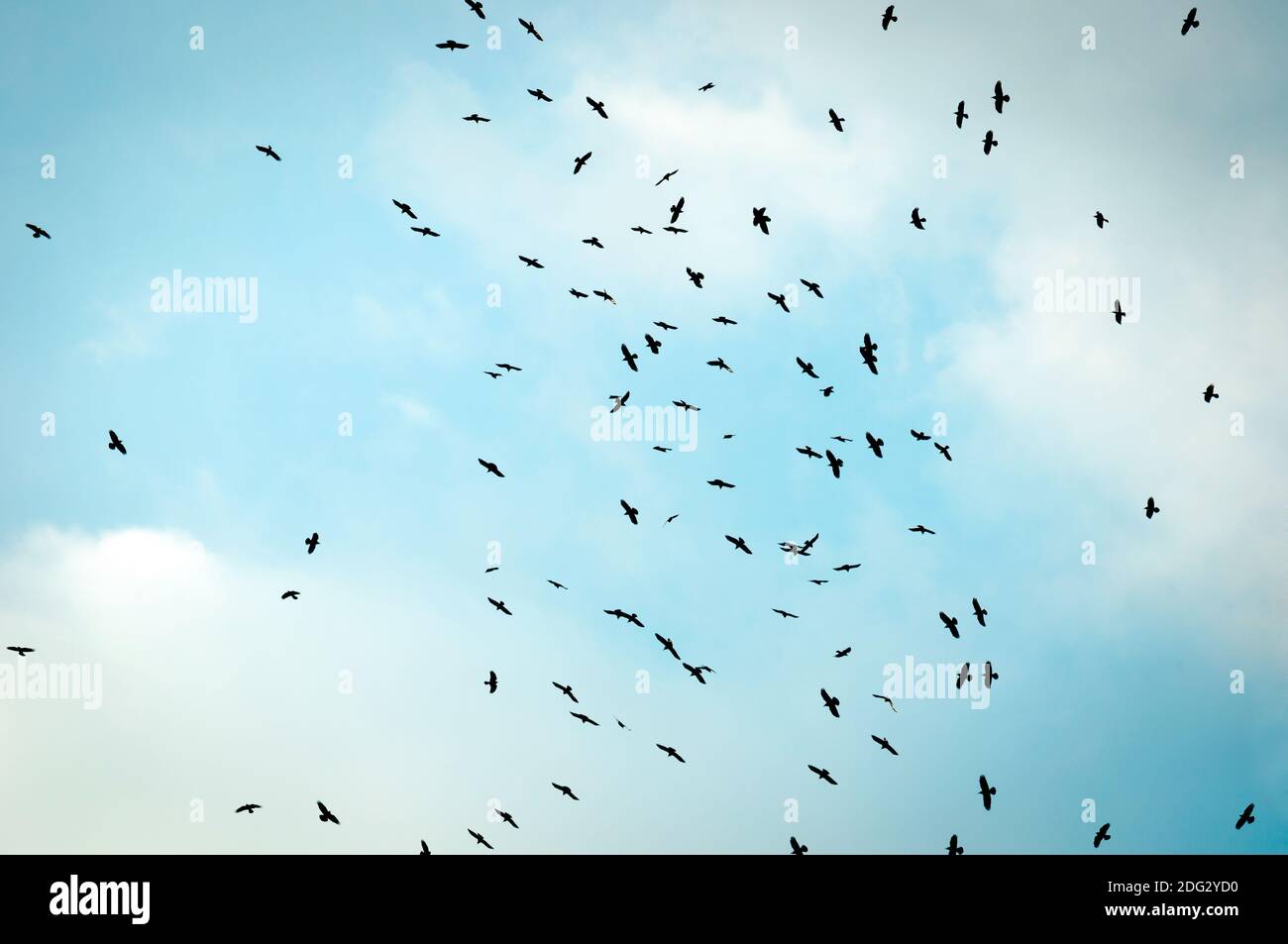 Large crows hi-res stock photography and images - Alamy