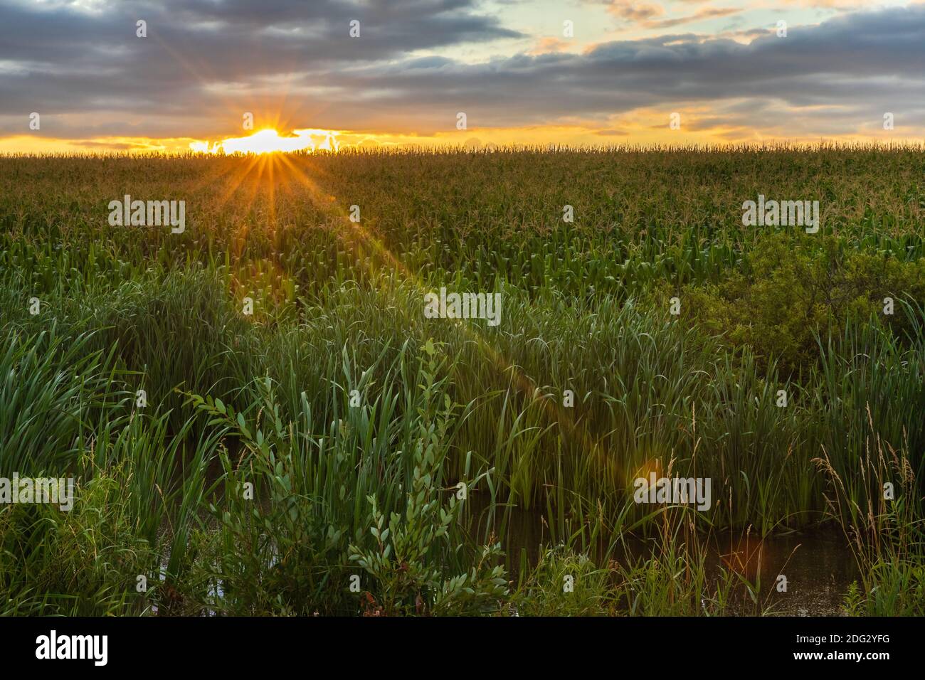 The sun rising over a field of corn in northern Wisconsin Stock Photo ...