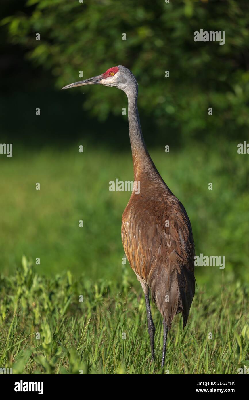 Crane feathers hi-res stock photography and images - Alamy