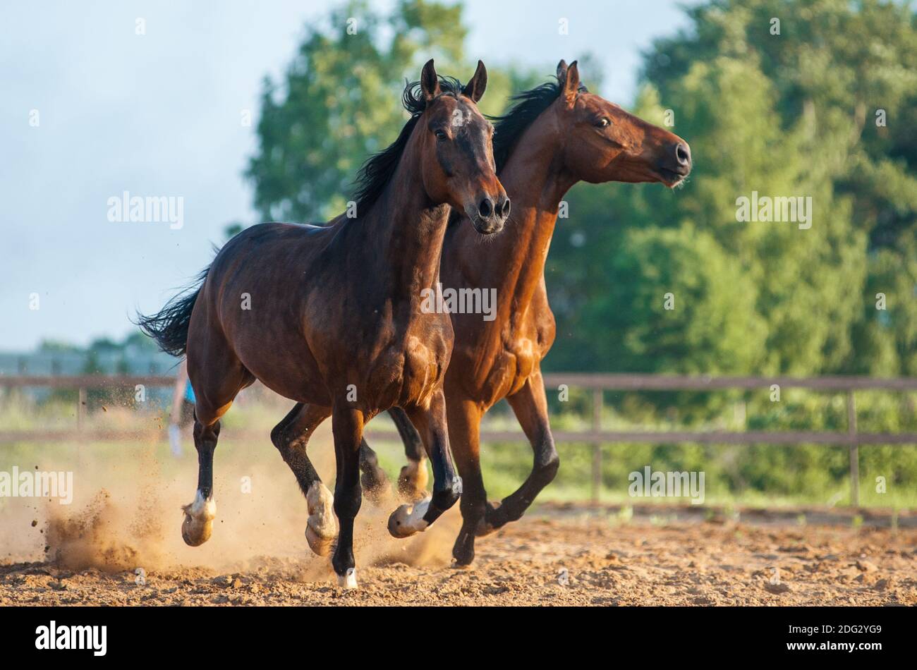 Two beautiful horses galloping together in sunset Stock Photo - Alamy