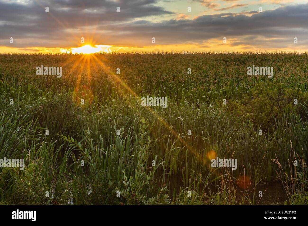 Corn star hi-res stock photography and images - Alamy