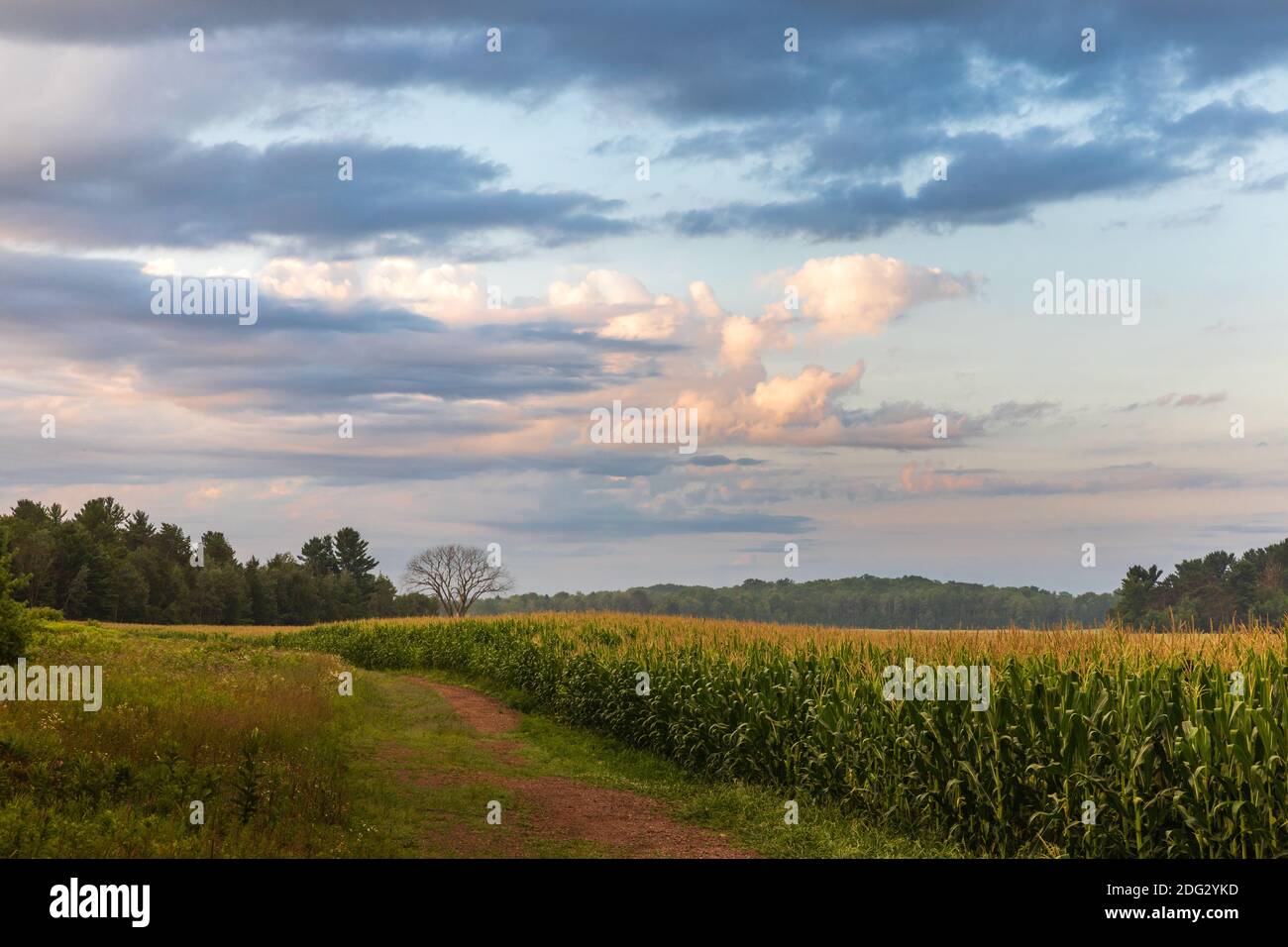 Early morning light illuminating a farm field in northern Wisconsin ...