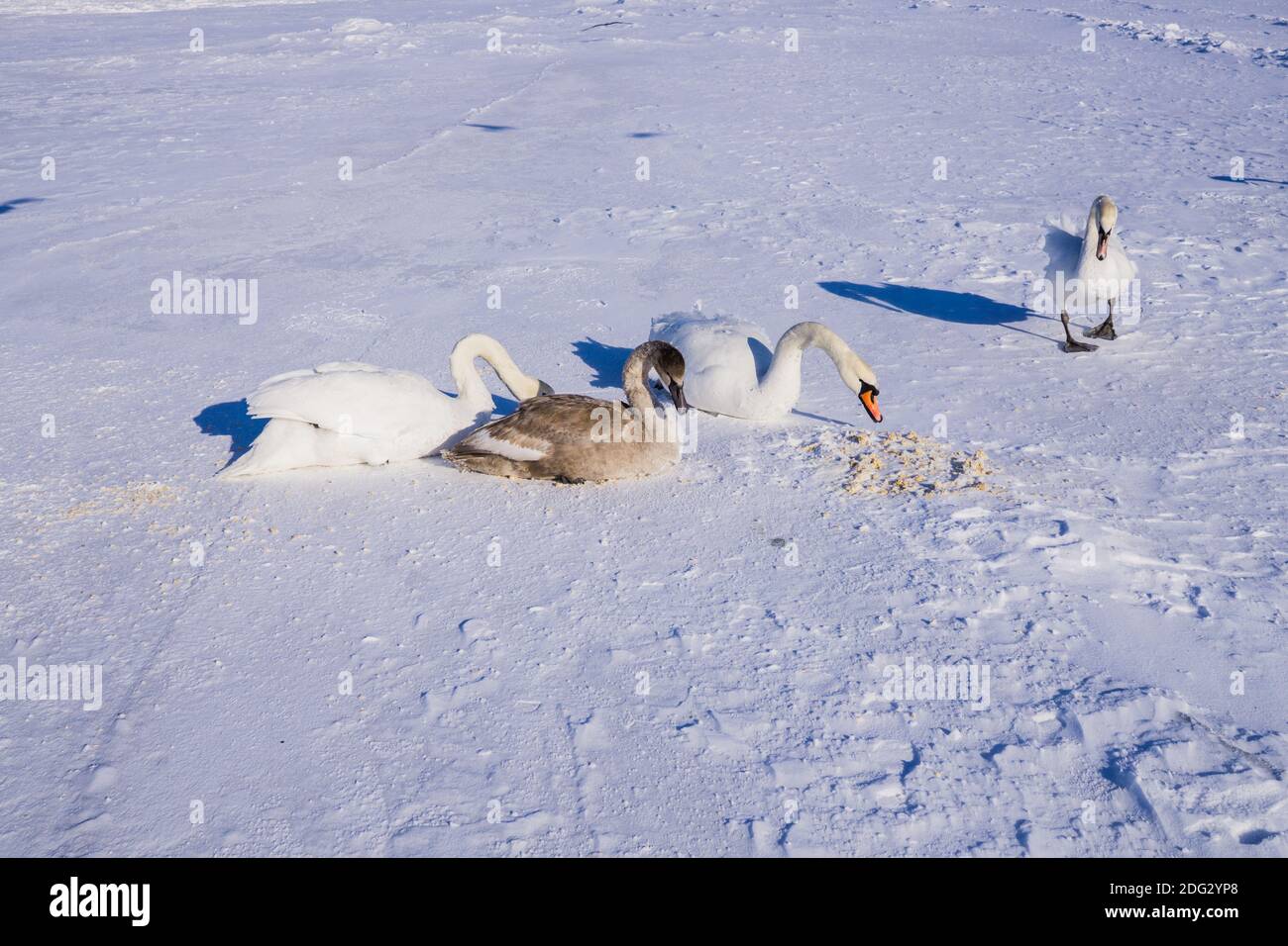 Swans on the ice of the frozen Gulf of Riga in frosty, snowy winter ...