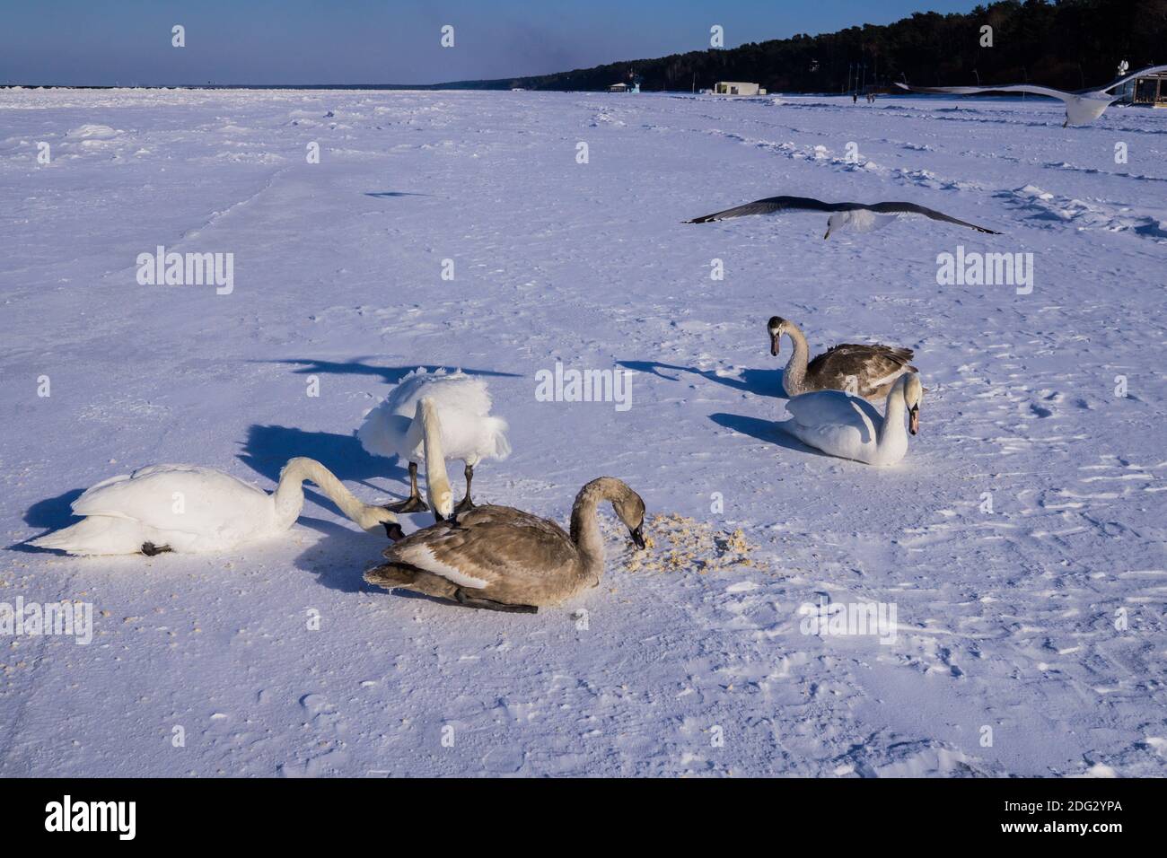 Swans on the ice of the frozen Gulf of Riga in frosty, snowy winter ...