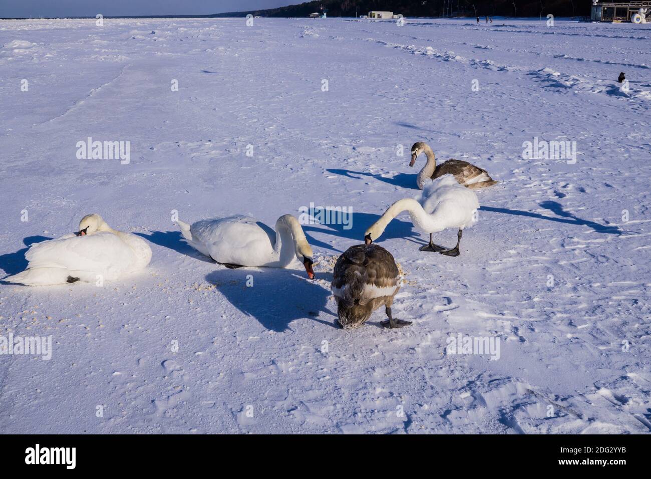 Swans on the ice of the frozen Gulf of Riga in frosty, snowy winter ...