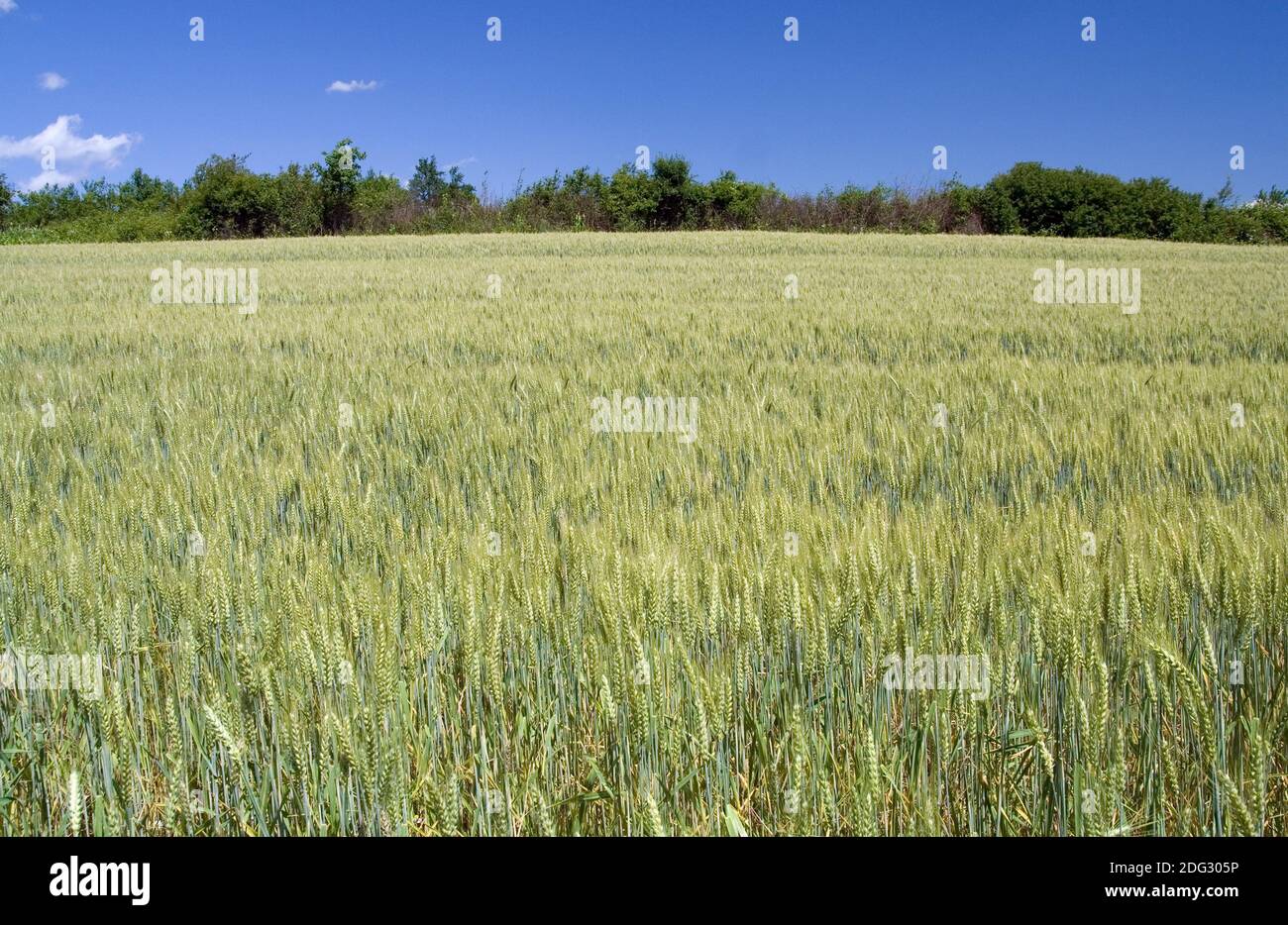 Crop growth field hi-res stock photography and images - Alamy