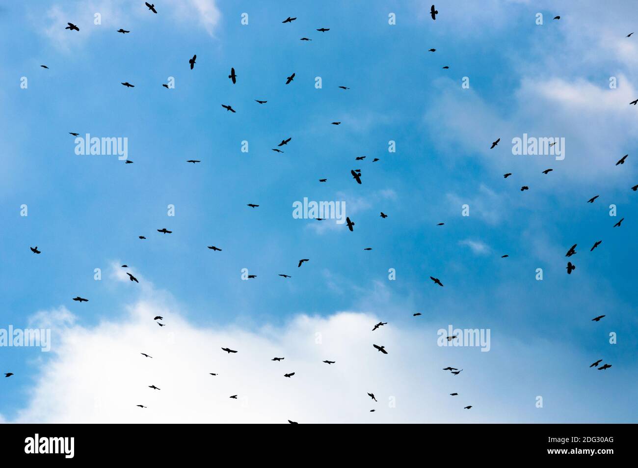 Large crows hi-res stock photography and images - Alamy