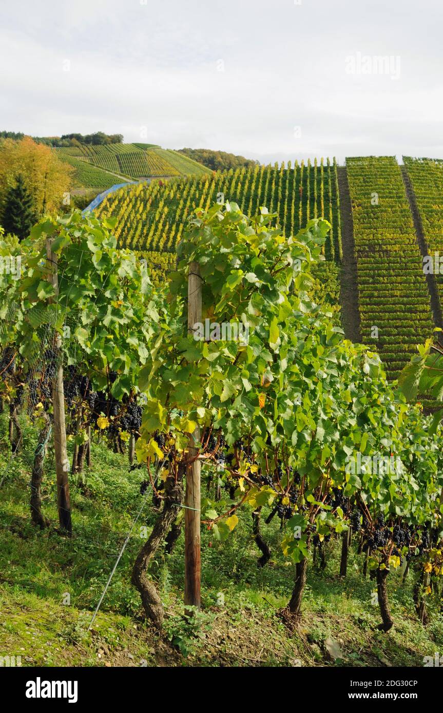 Wine Growing Tradition High Resolution Stock Photography and Images - Alamy