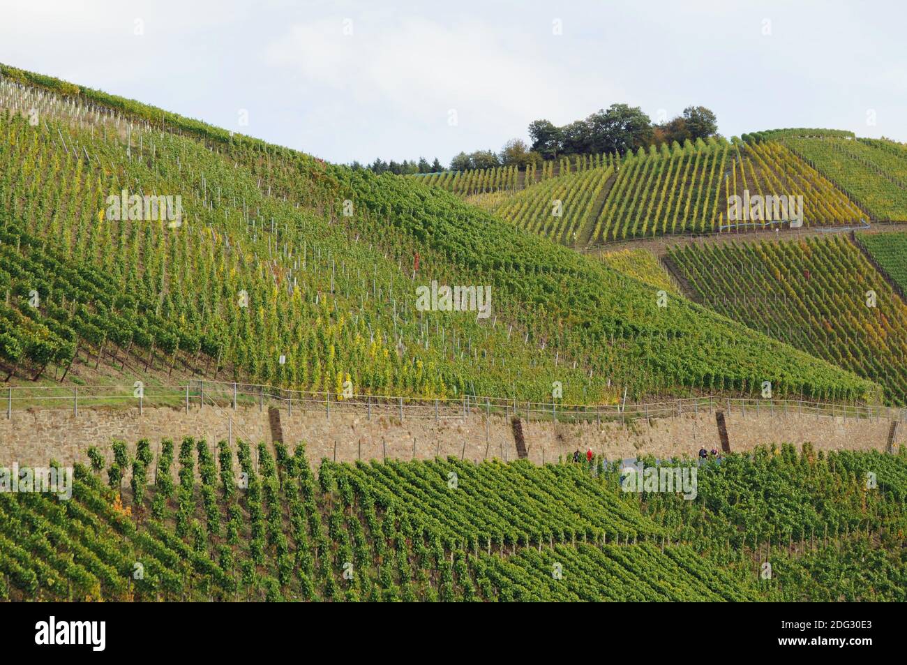 Wine growing tradition hi-res stock photography and images - Alamy