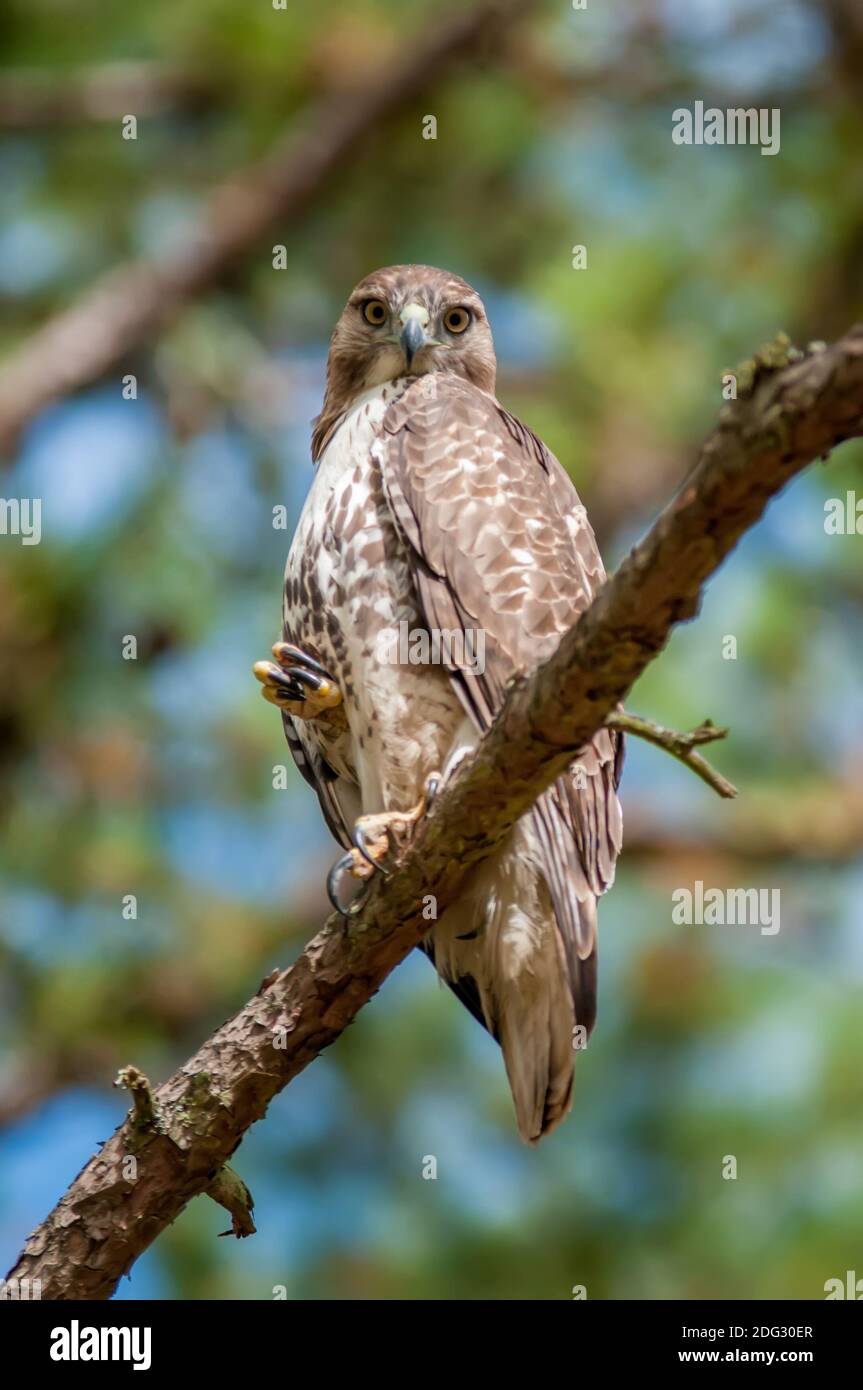 Hawk watching hi-res stock photography and images - Alamy