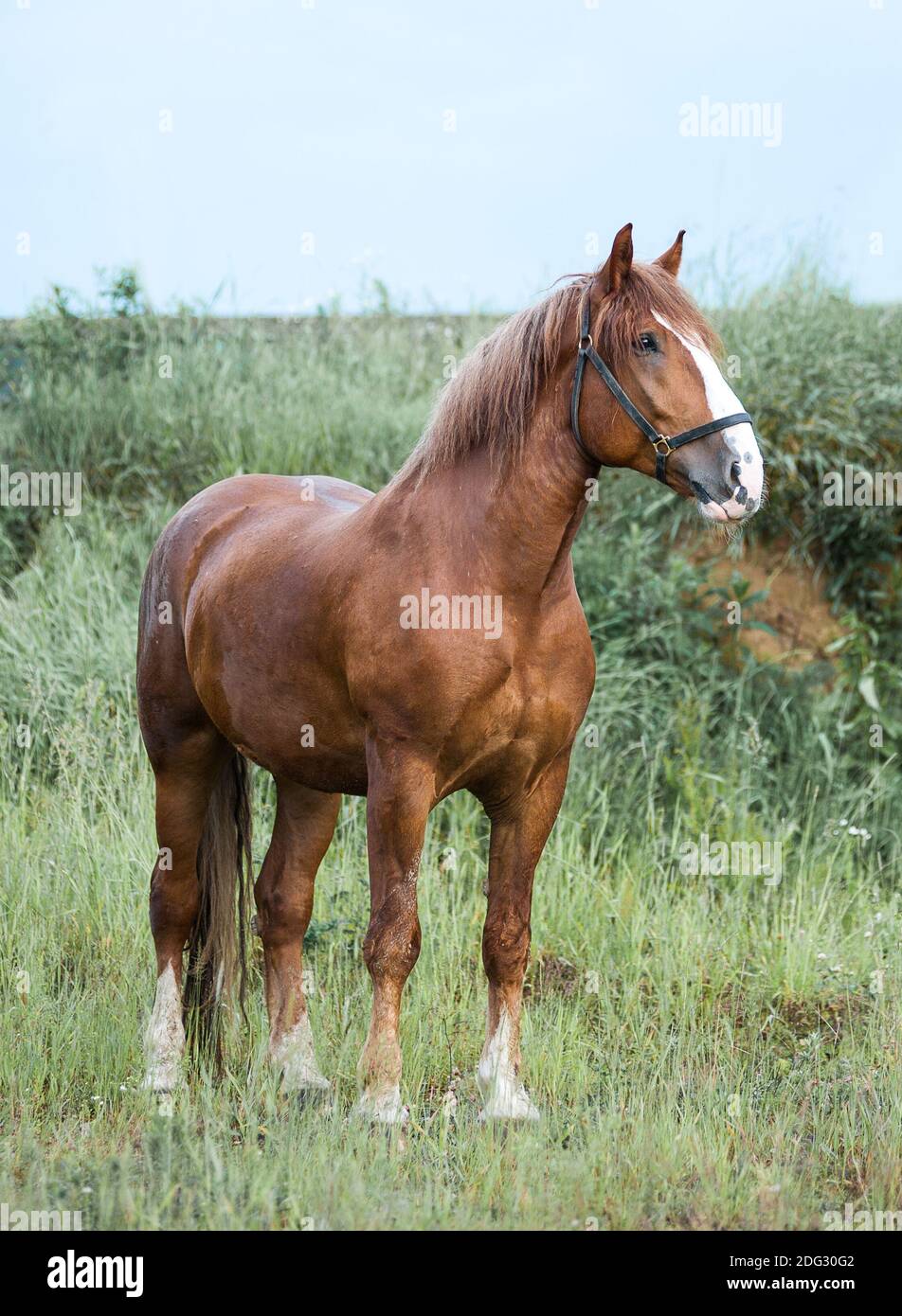 Big young draft chestnut stallion standing outside the stable Stock ...