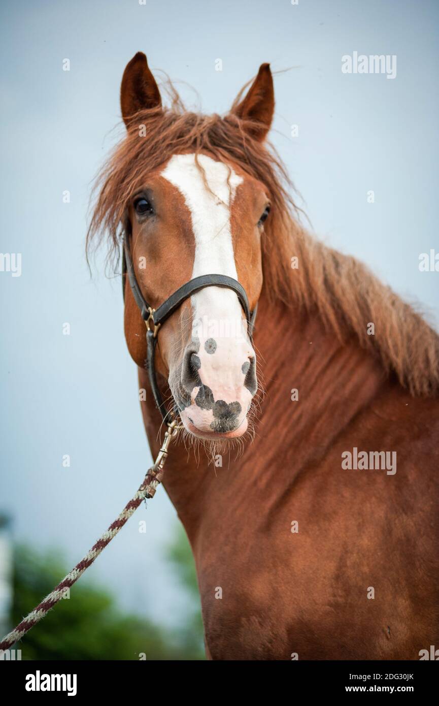 Big chestnut draft stallion portrait (small depth of field - focus on ...