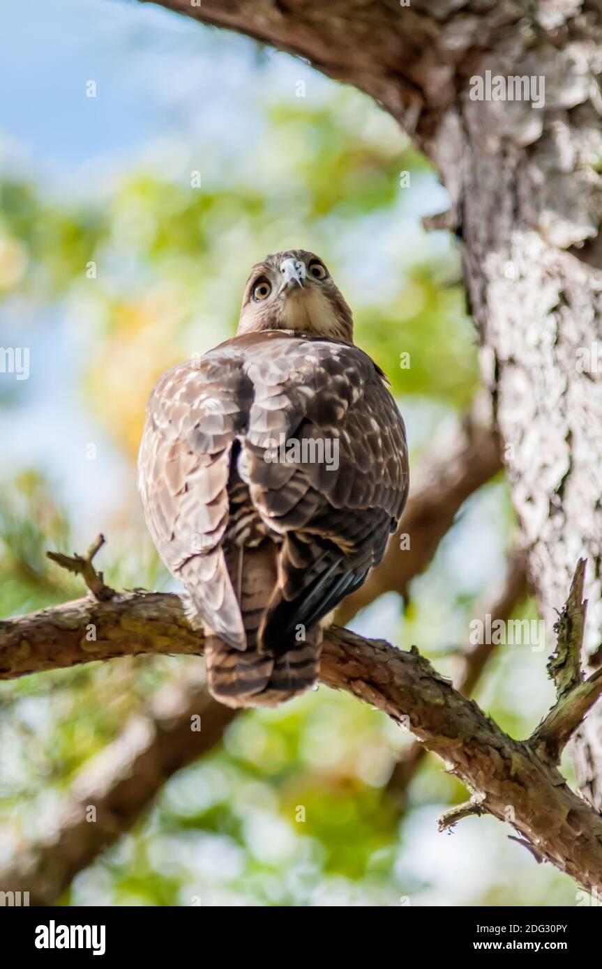 Hawk watching hi-res stock photography and images - Alamy