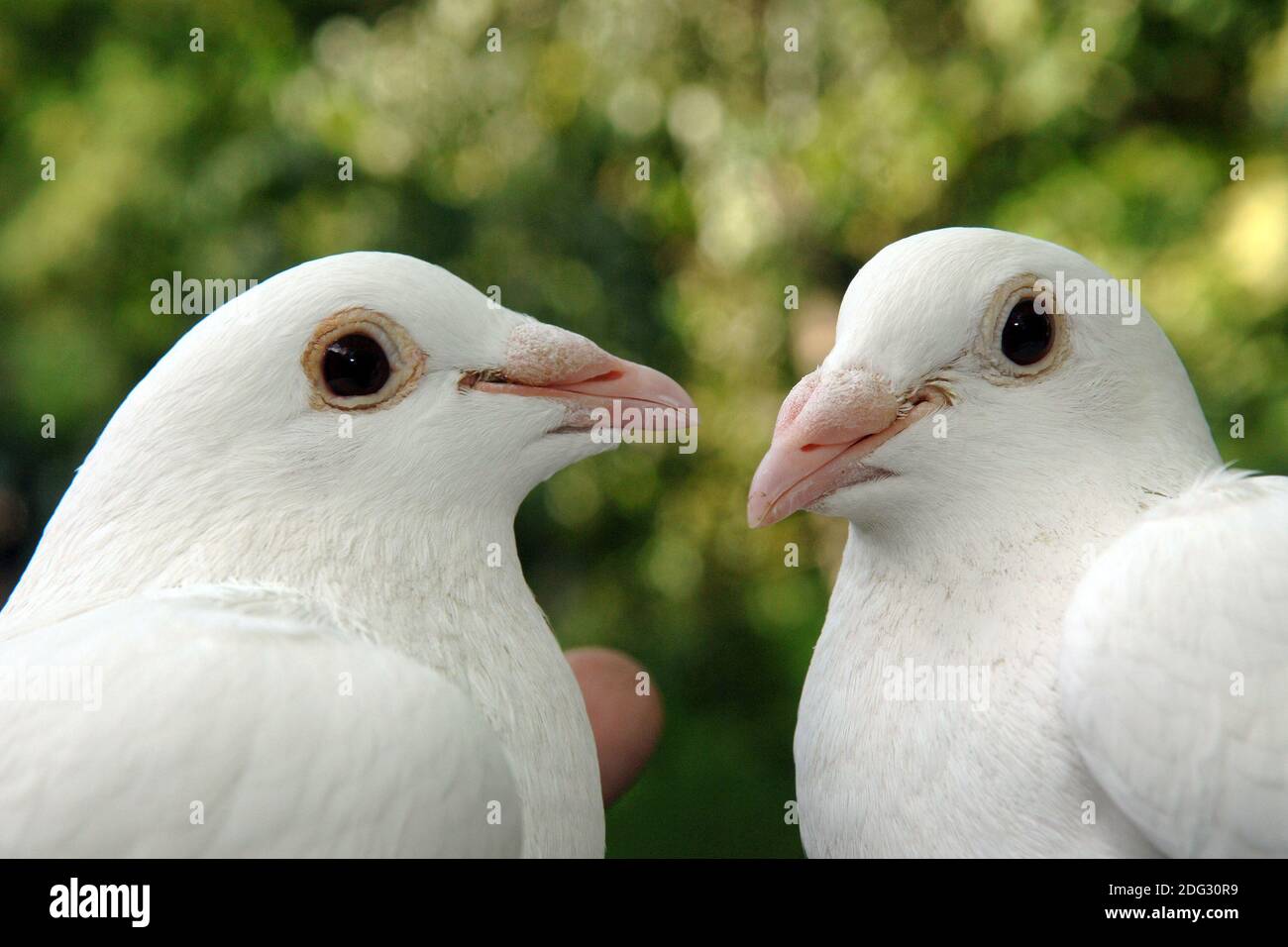 Couple of kissing birds Stock Photo - Alamy