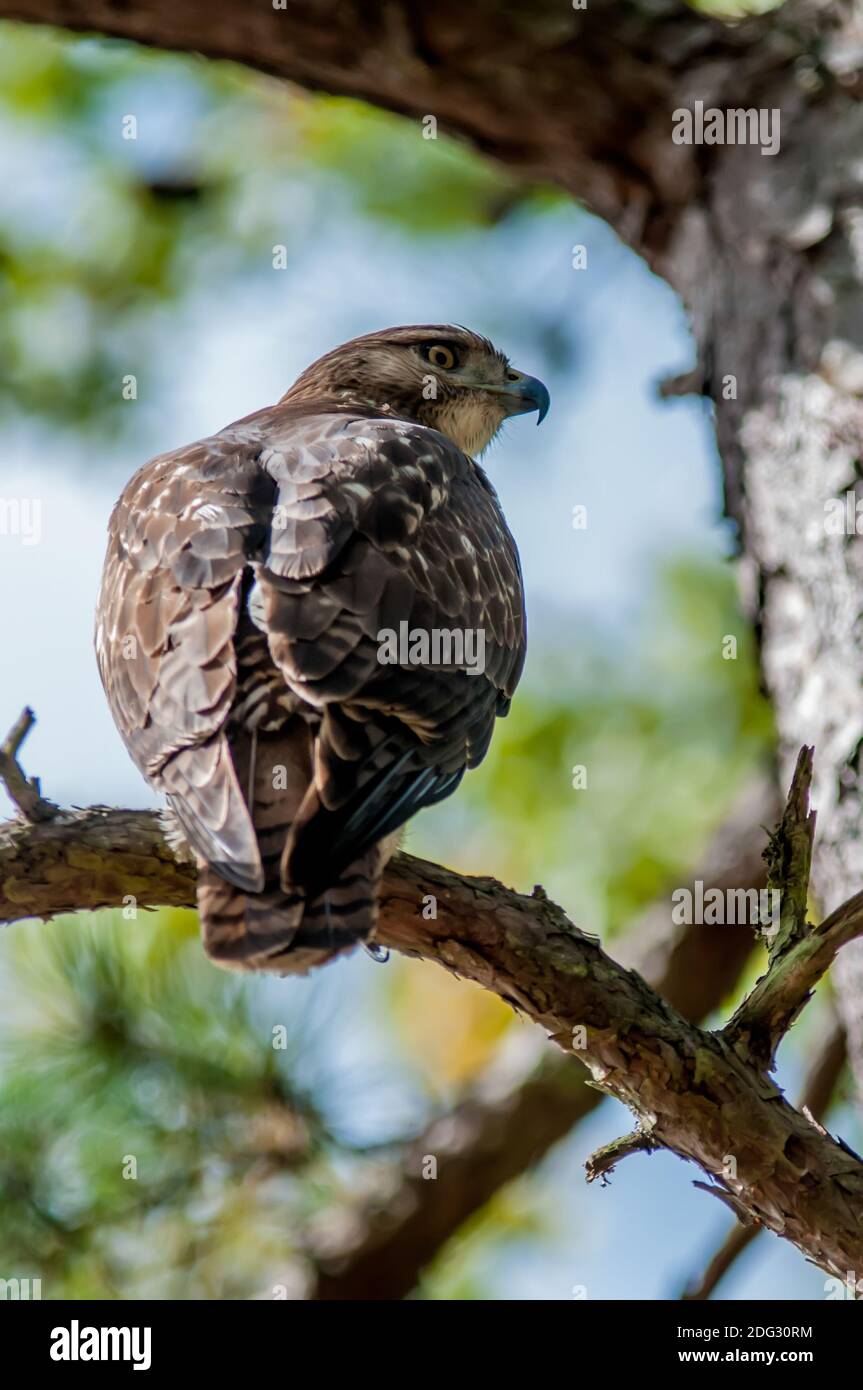 Watching tree hi-res stock photography and images - Alamy
