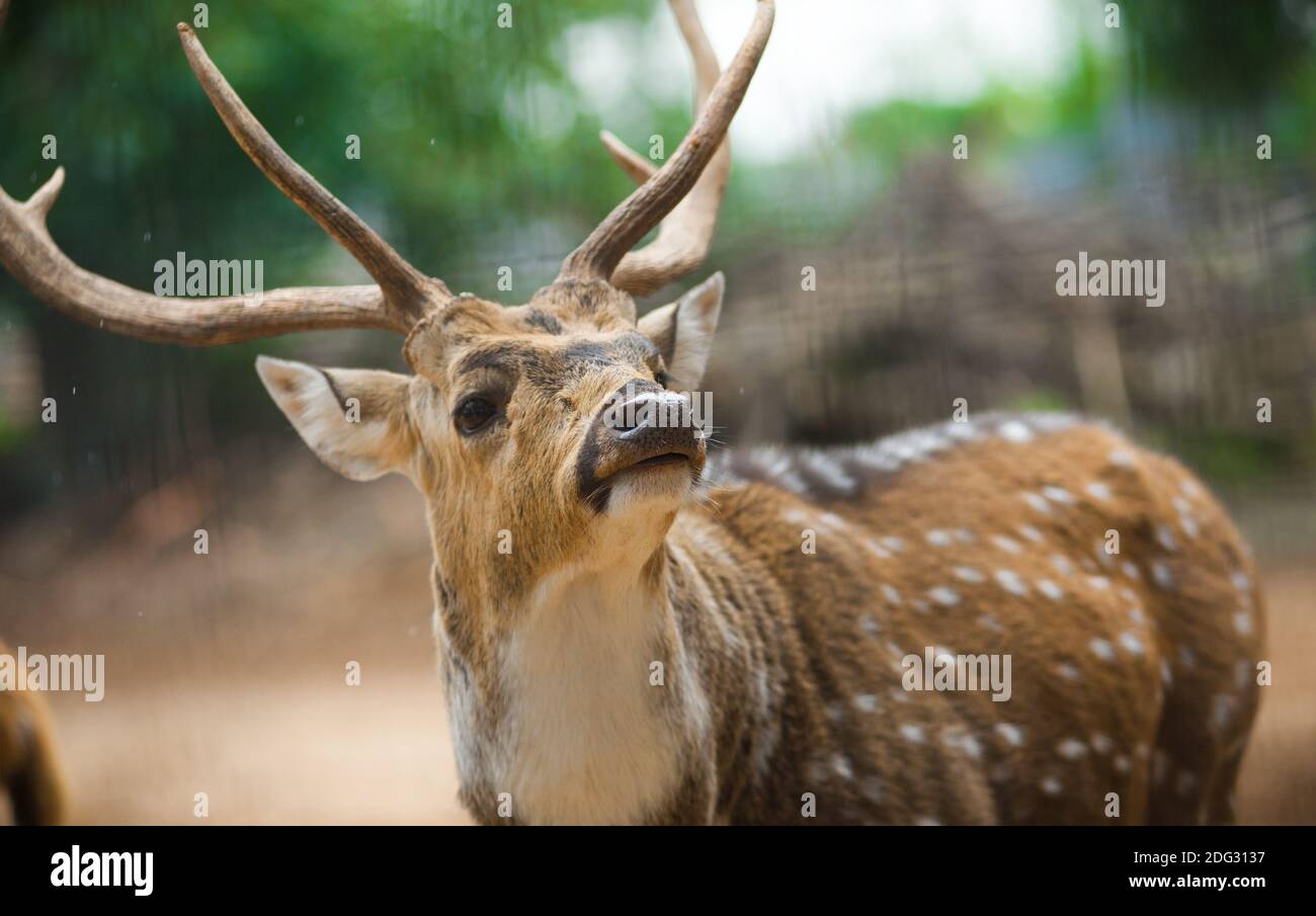 Indian deer close up portrait Stock Photo - Alamy