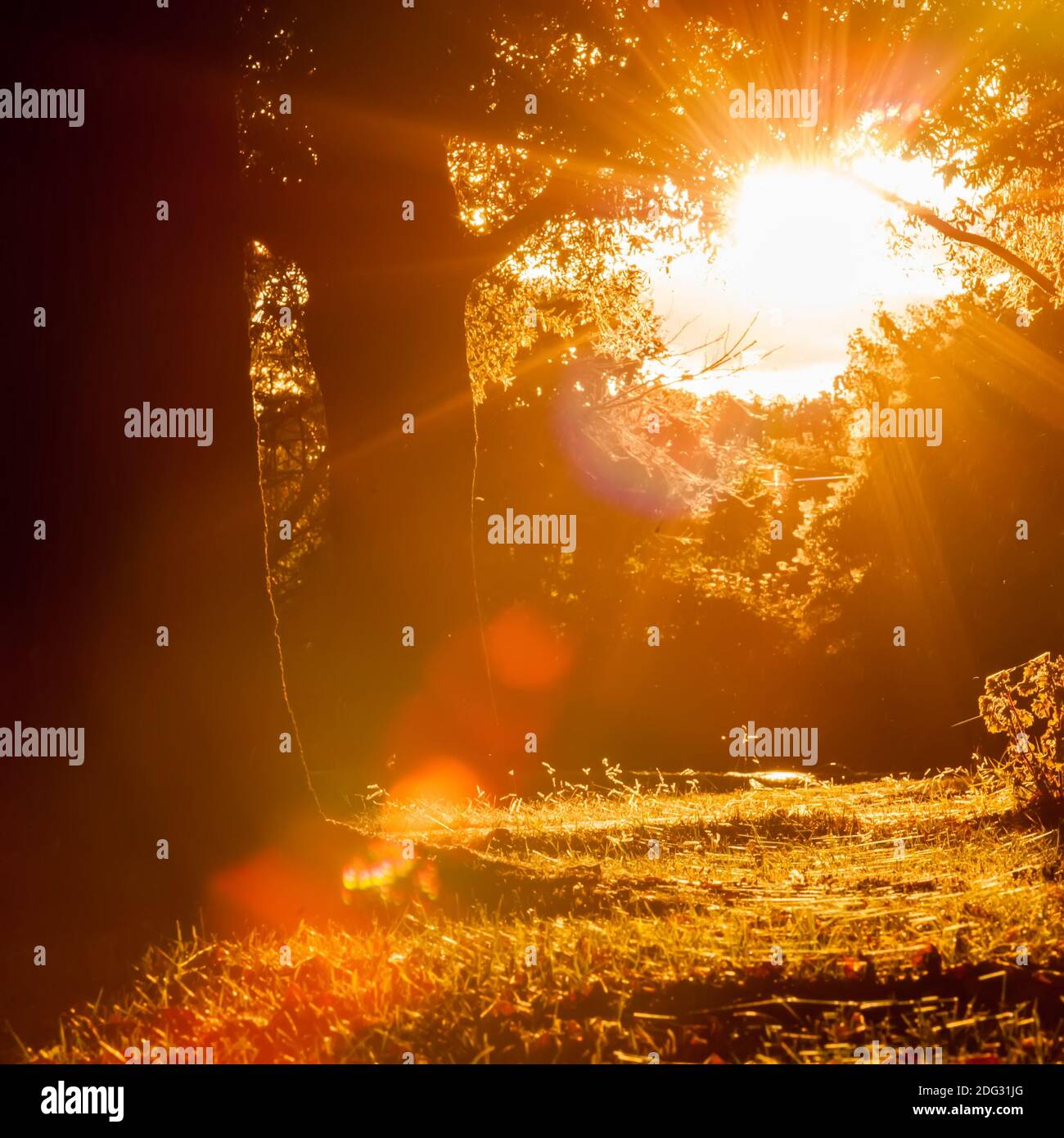 Sunset in backyard Stock Photo - Alamy