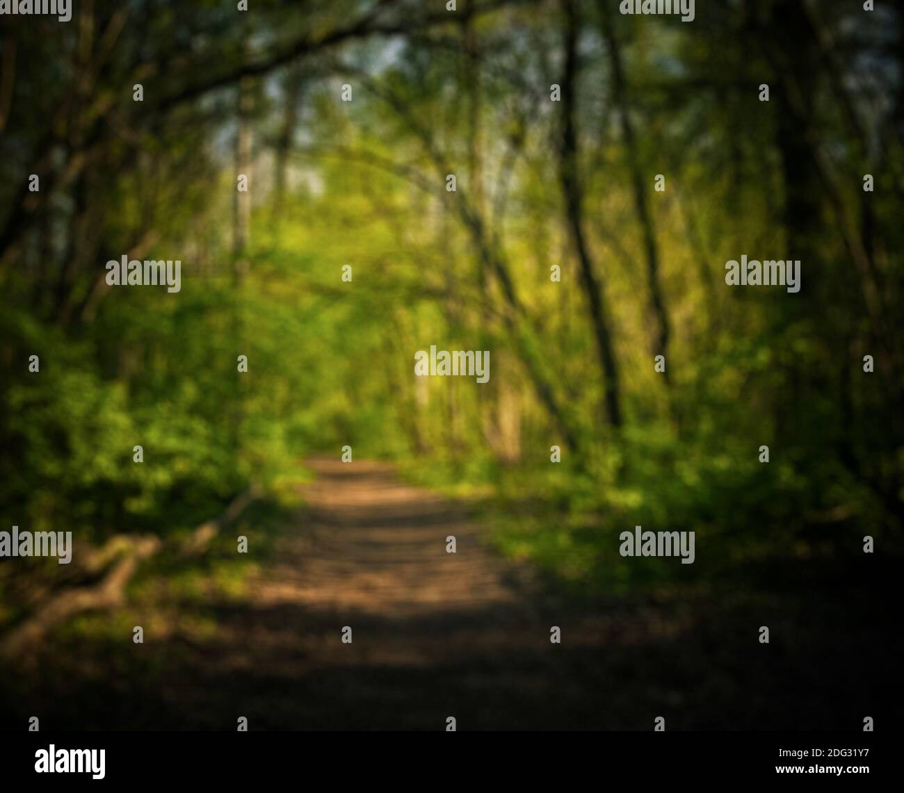 Blurry summer background with road in the deep of forest Stock Photo ...