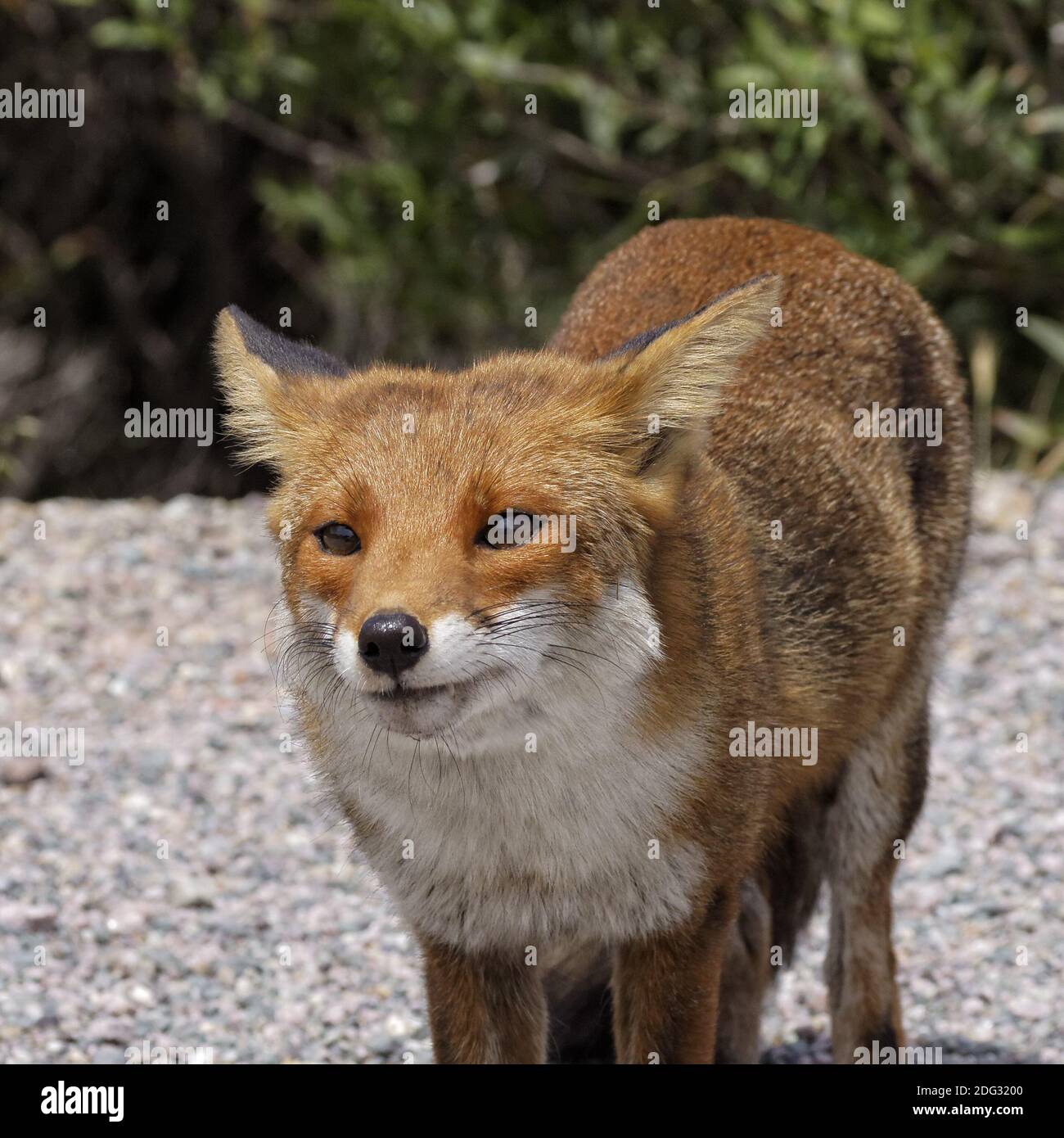 Red Fox (Vulpes vulpes) in the mountains, Corsica Stock Photo - Alamy