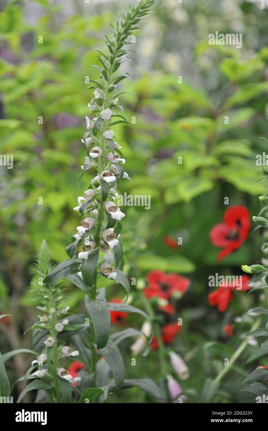 Cariensis hi-res stock photography and images - Alamy