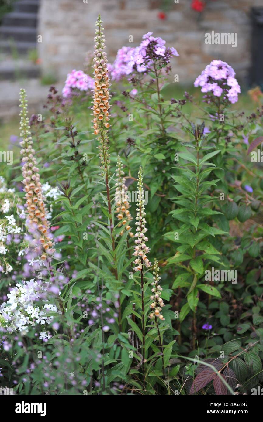 Rusty foxglove (Digitalis ferruginea) Gelber Herold bloom in a garden ...