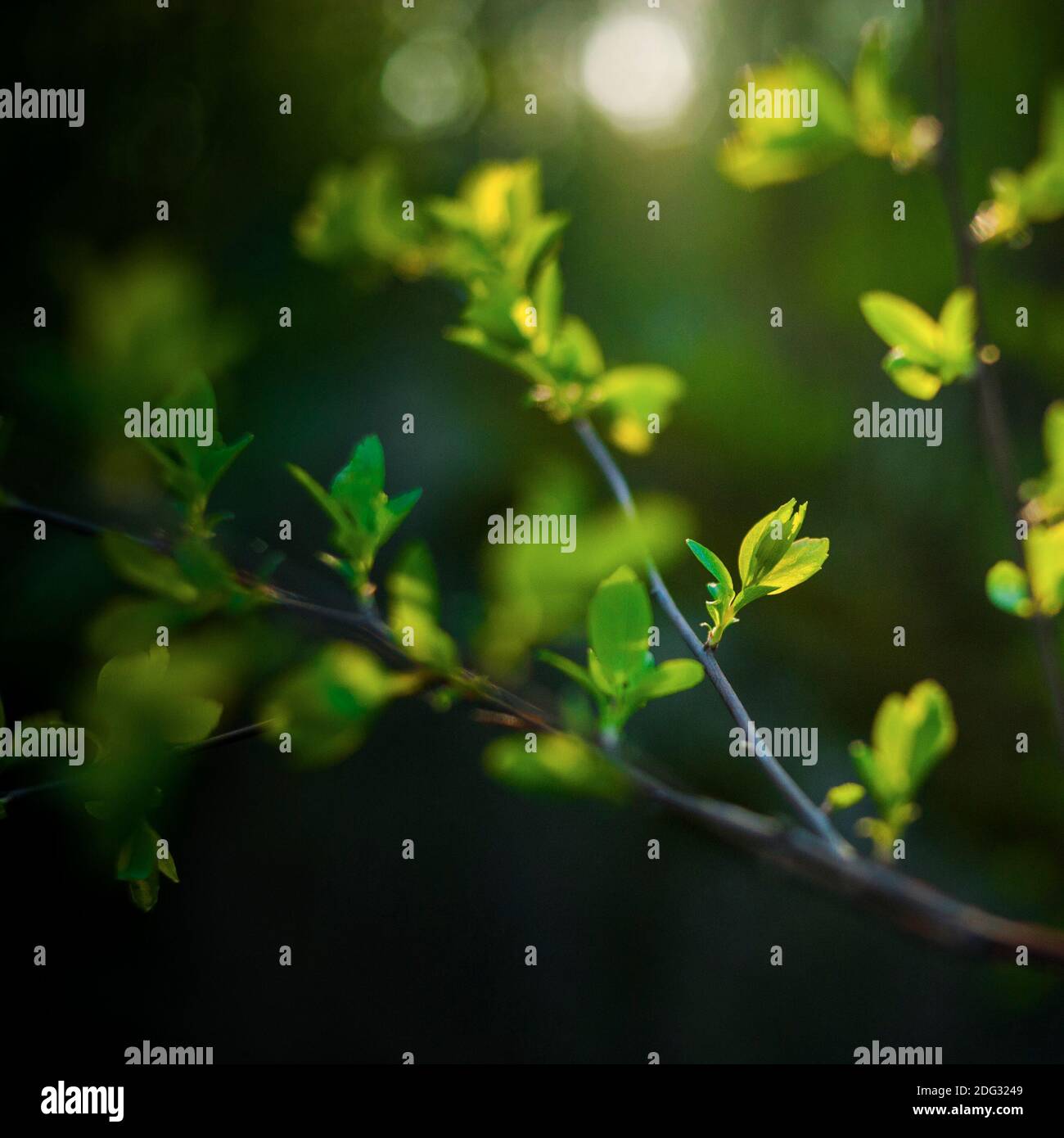 Light leak in forest hi-res stock photography and images - Alamy
