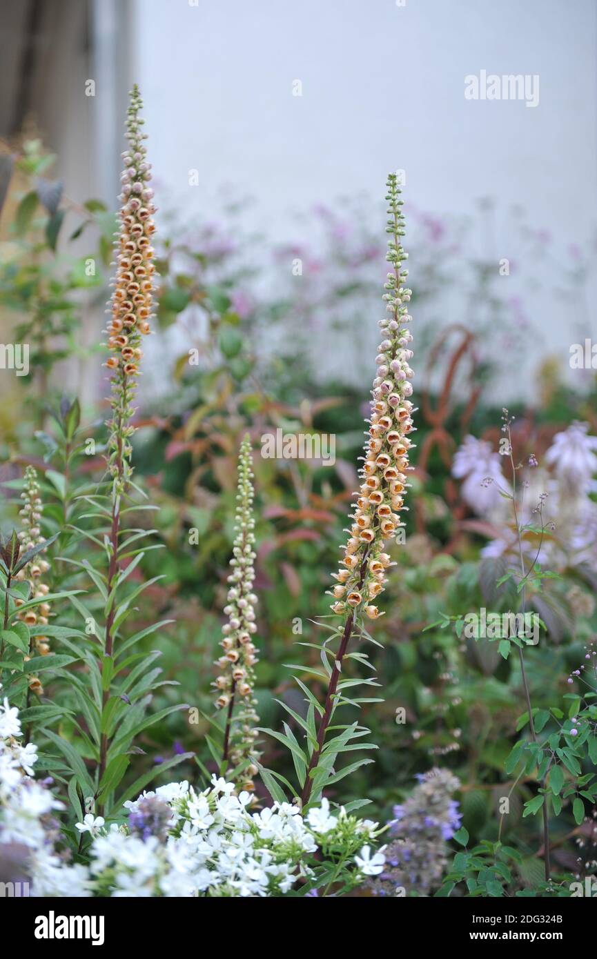 Rusty foxglove (Digitalis ferruginea) Gelber Herold bloom in a garden ...