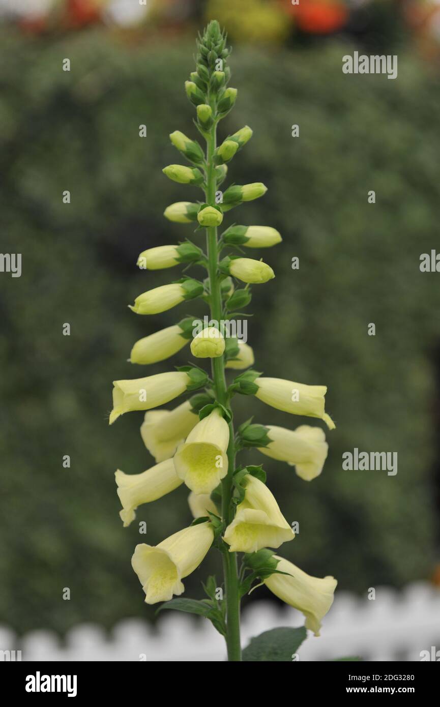 Digitalis lemoncello hi-res stock photography and images - Alamy