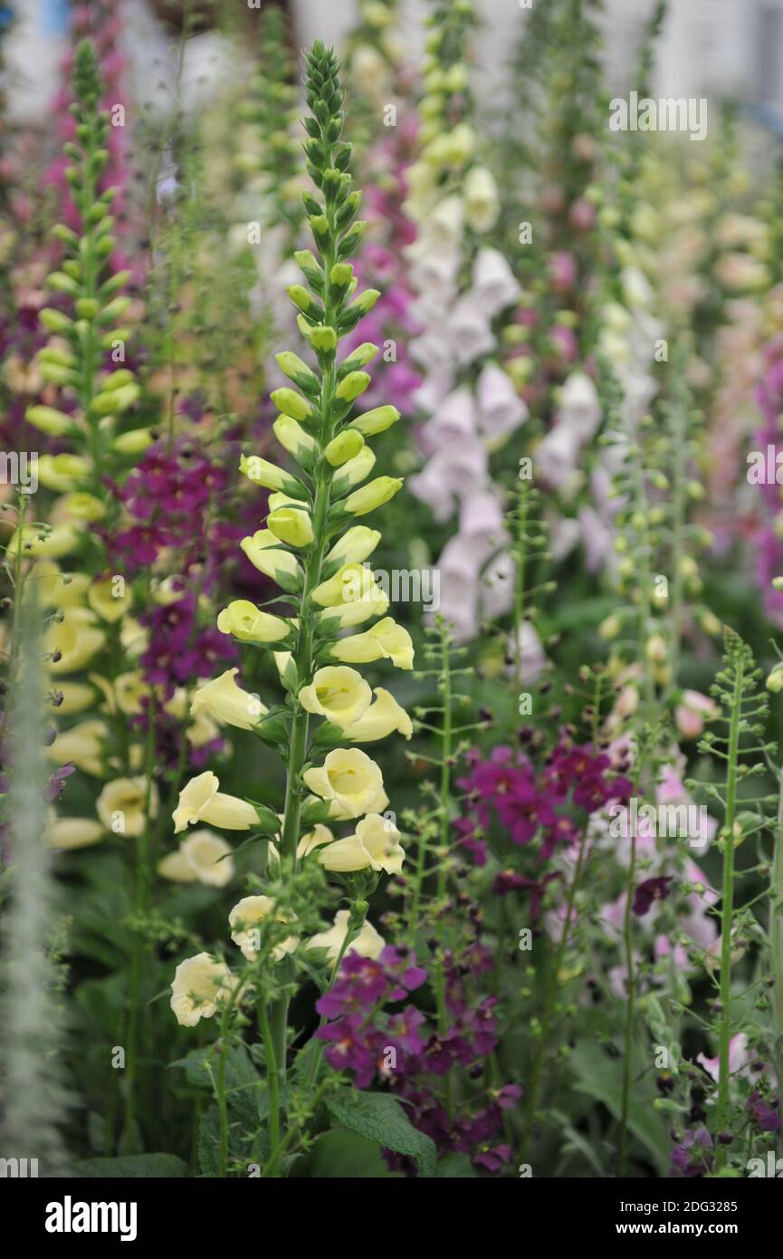 Digitalis lemoncello hi-res stock photography and images - Alamy