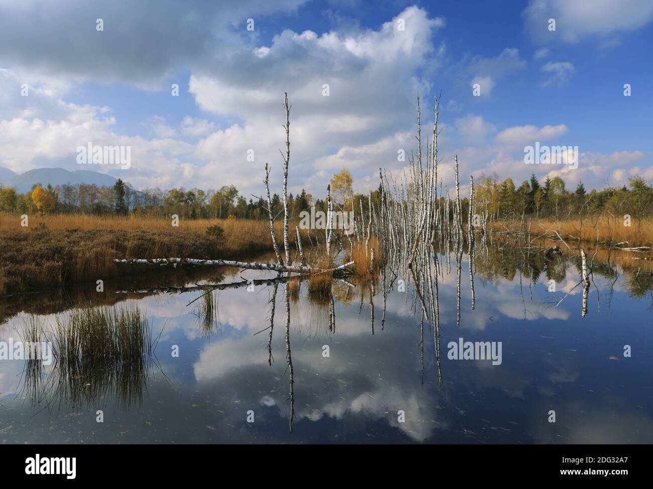 High clouds over the swamp Stock Photo - Alamy