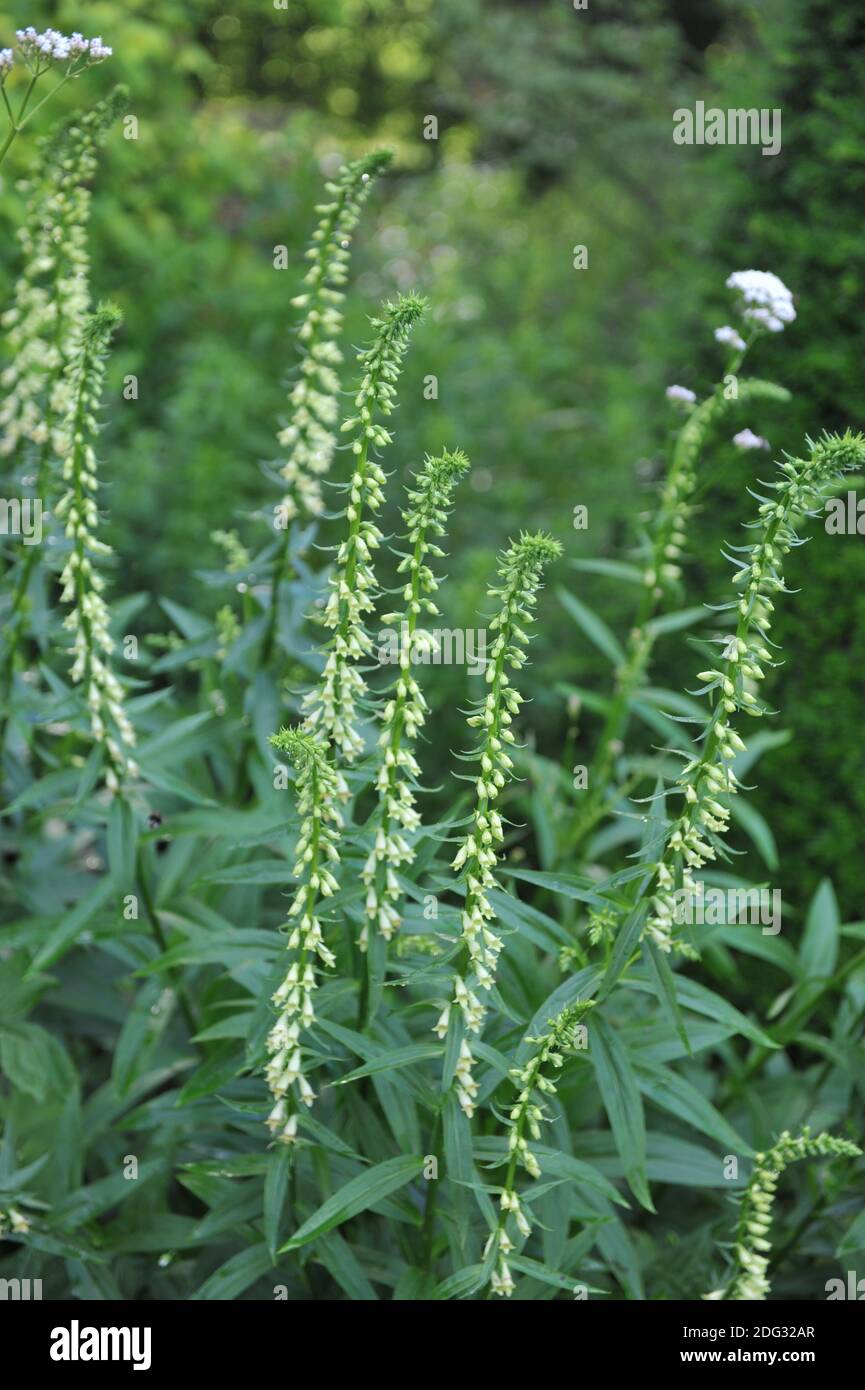 Small yellow foxglove (Digitalis lutea) blooms in a garden in July ...