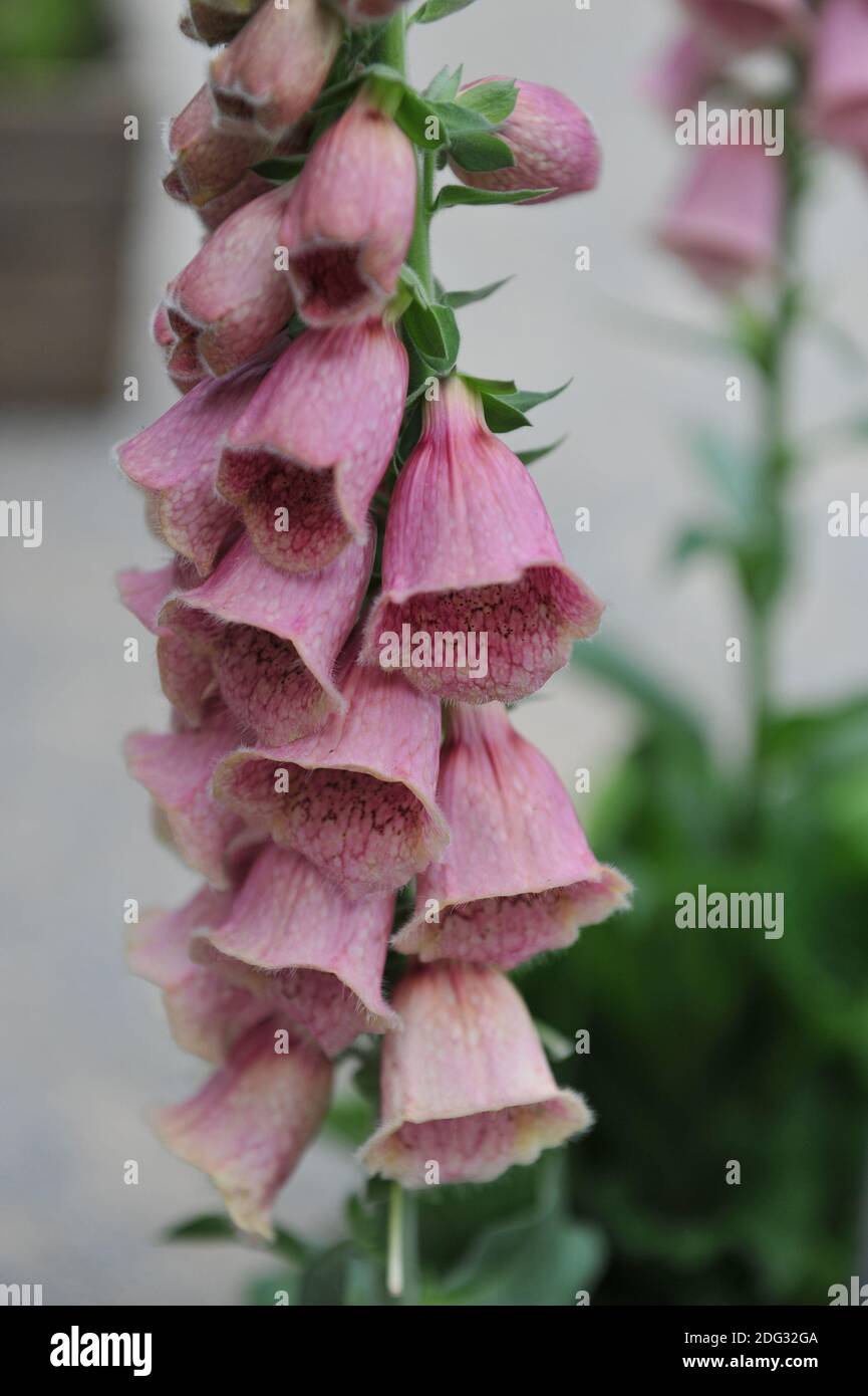 Pink strawberry foxglove (Digitalis mertonensis) bloom on an exhibition ...