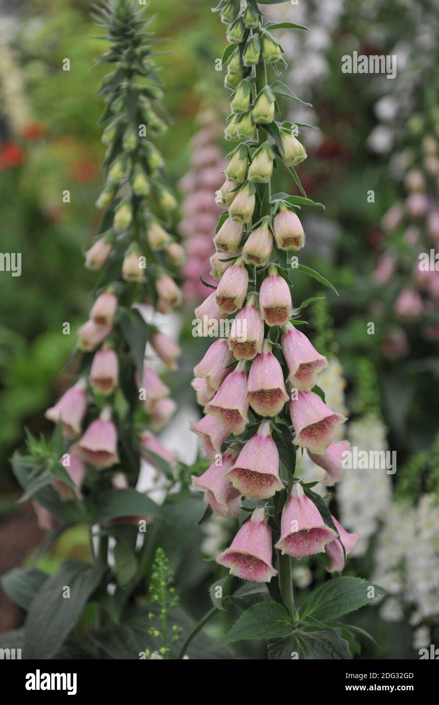 Pink strawberry foxglove (Digitalis mertonensis) bloom on an exhibition ...