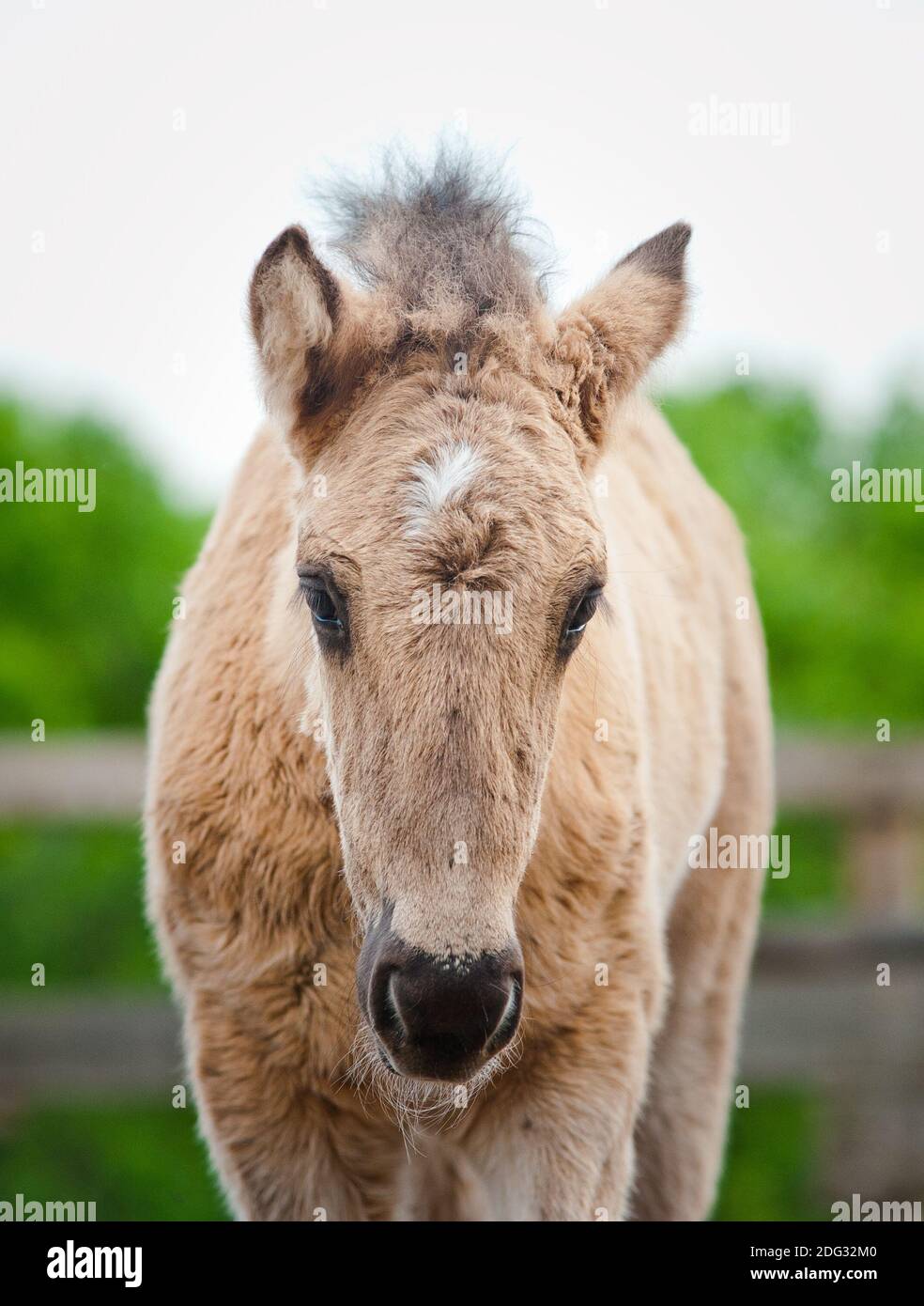 Frontview High Resolution Stock Photography and Images - Alamy