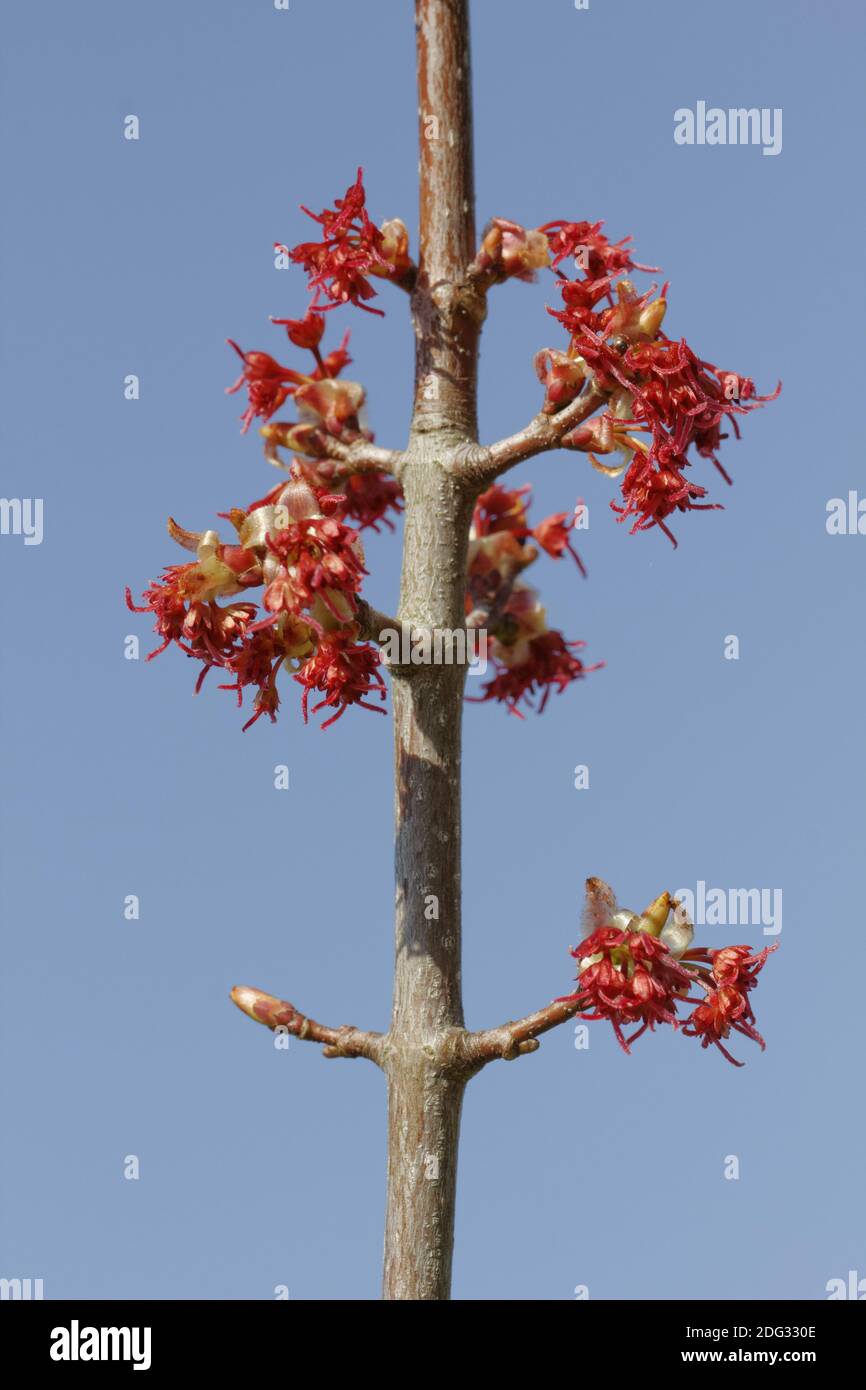 Acer rubrum, Red Maple in spring, Swamp, Maple Stock Photo - Alamy