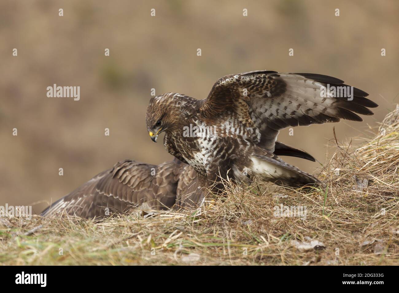 Buzzards hi-res stock photography and images - Alamy