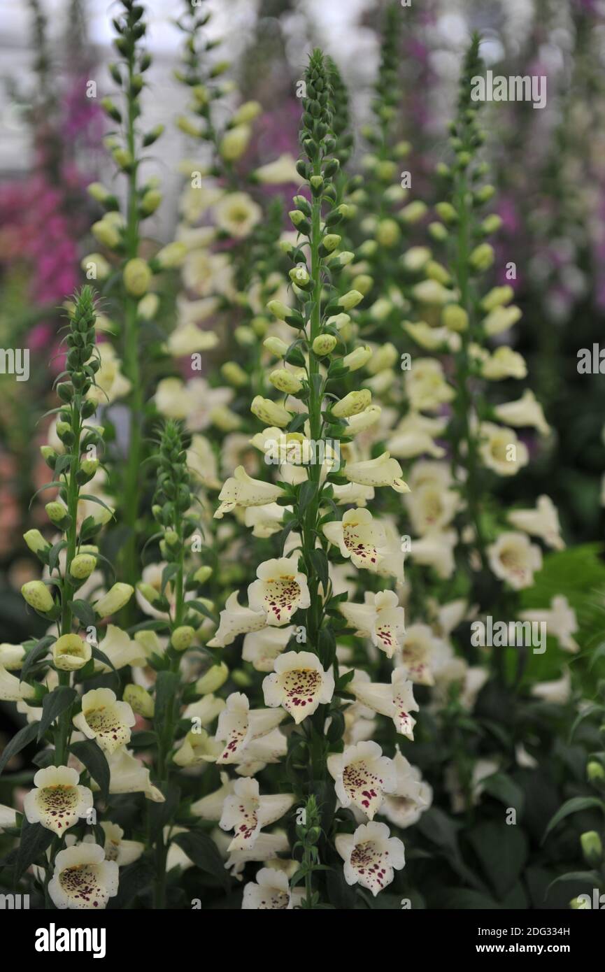 Common foxglove (Digitalis purpurea) Camelot Cream bloom on an ...