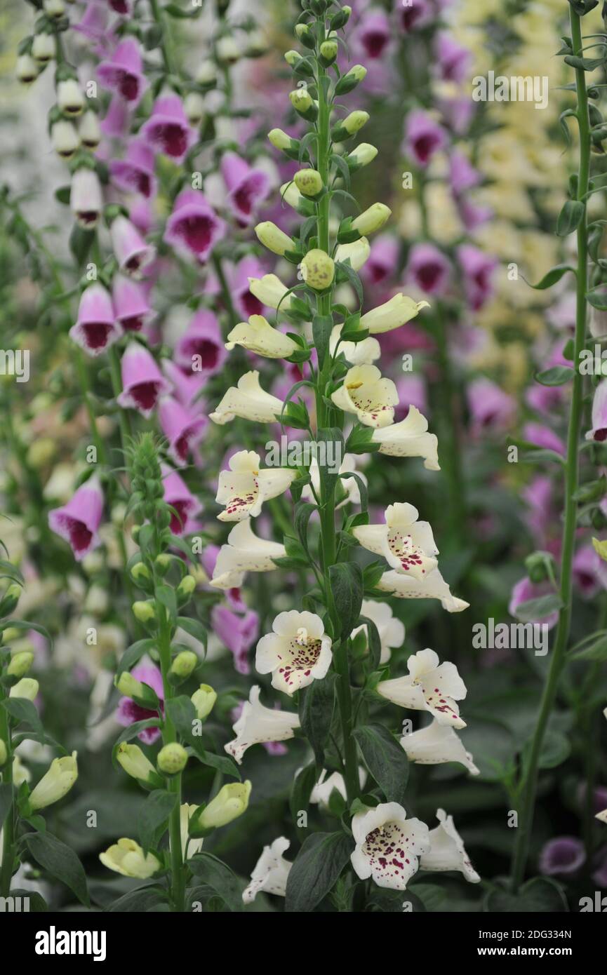 Common foxglove (Digitalis purpurea) Camelot Cream bloom on an ...