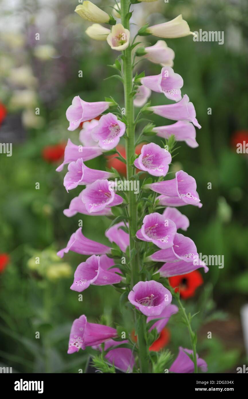 Digitalis camelot rose hi-res stock photography and images - Alamy