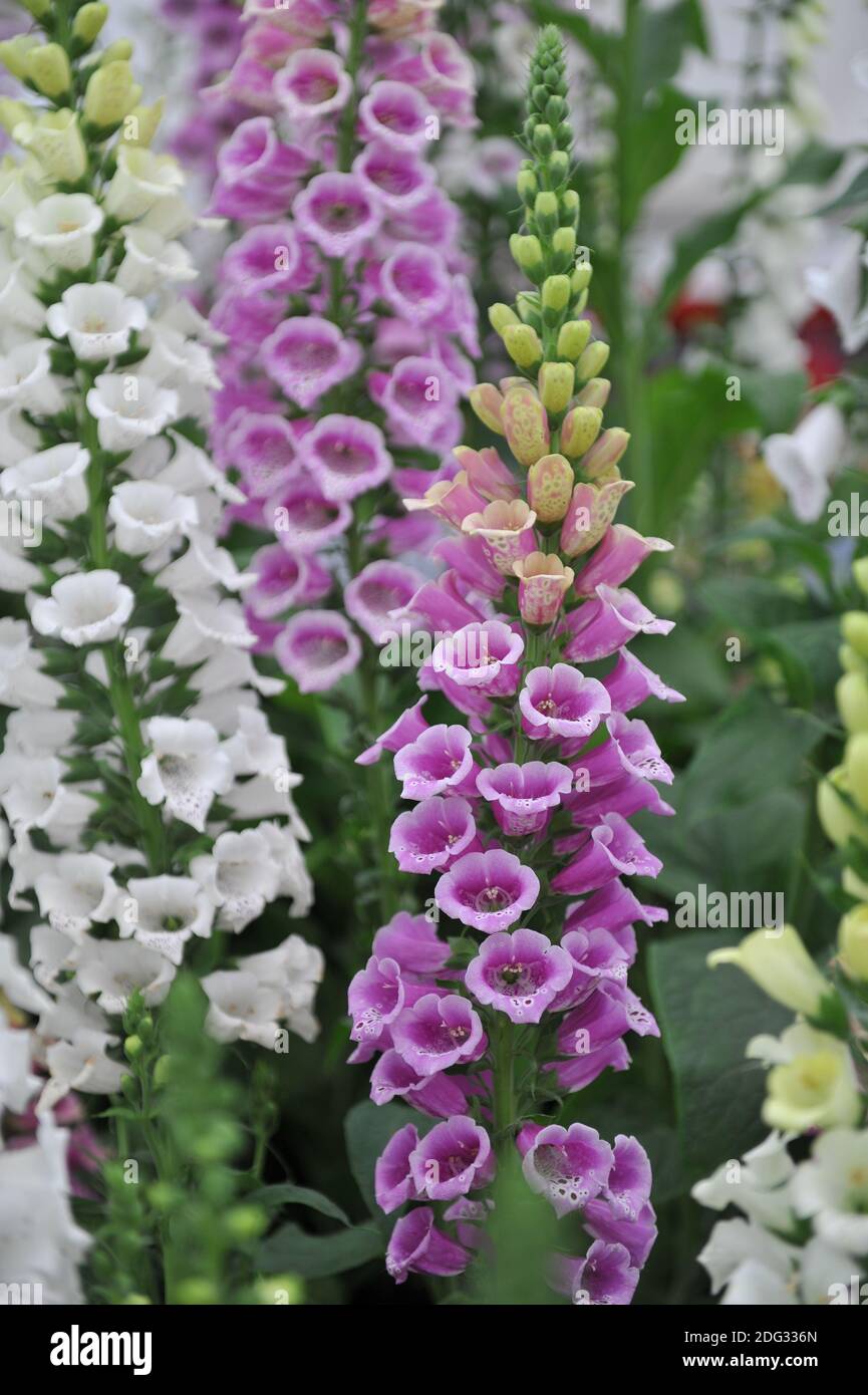 Candy blossom hi-res stock photography and images - Alamy