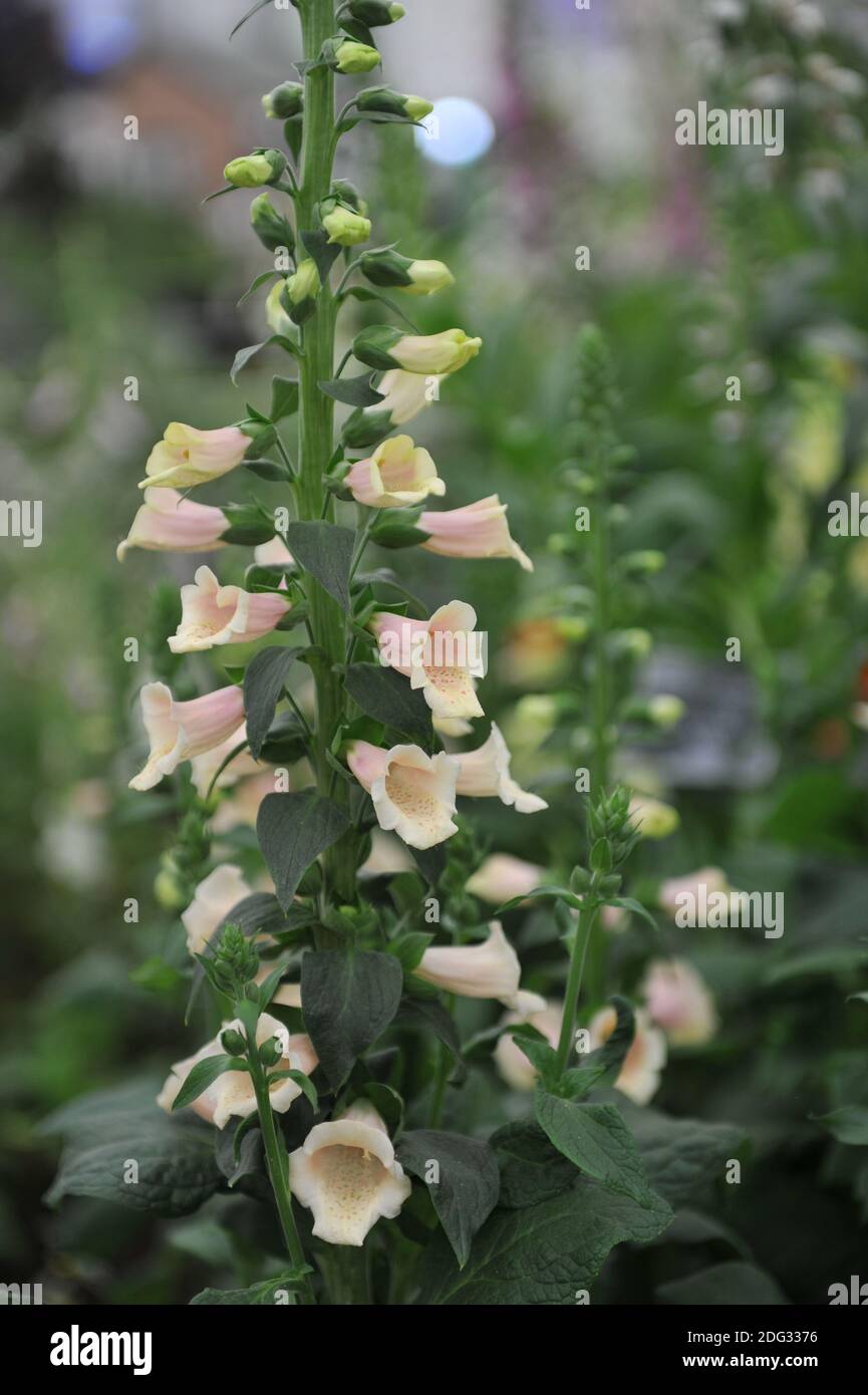 Pink common foxglove (Digitalis purpurea) Dalmatian Peach blooms on an ...