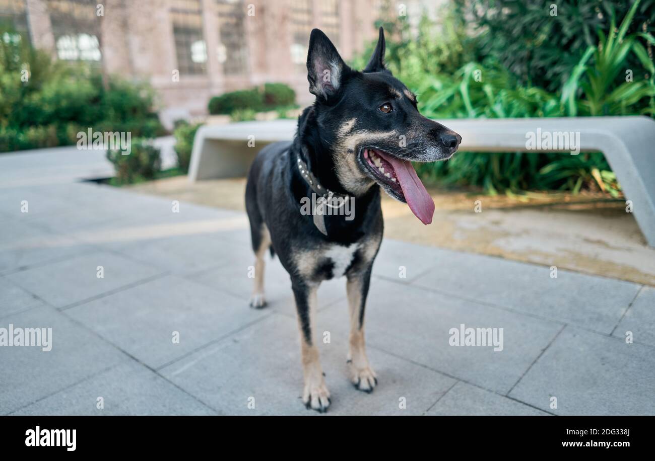 A Portrait of a nice crossbreed dog Stock Photo - Alamy