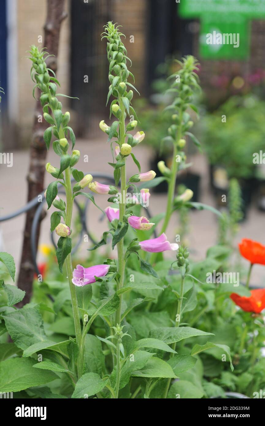 Pink common foxglove (Digitalis purpurea) Dalmatian Rose bloom in a ...