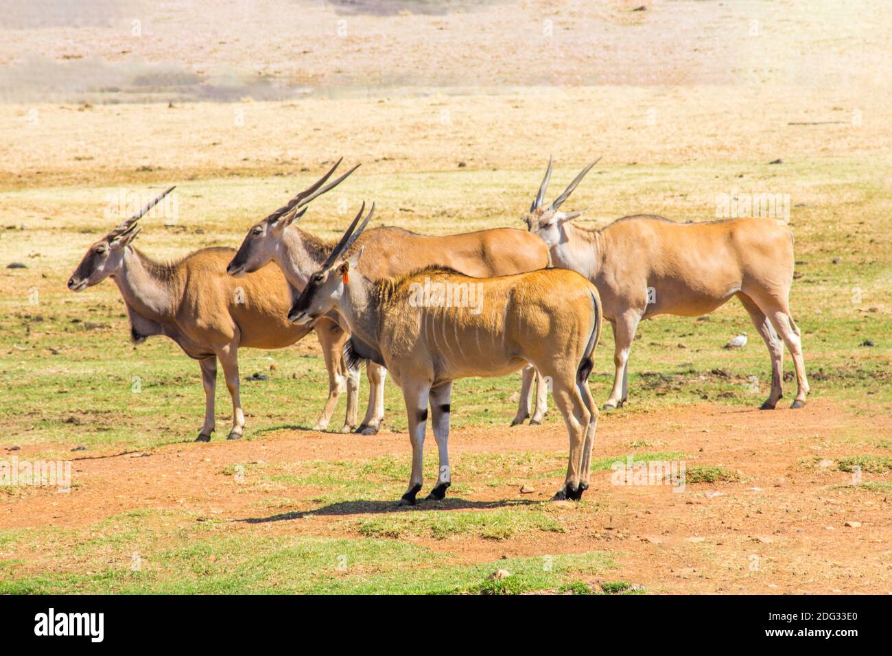 A group of wild Common Elands (or Antelope) in a Game reserve Stock ...