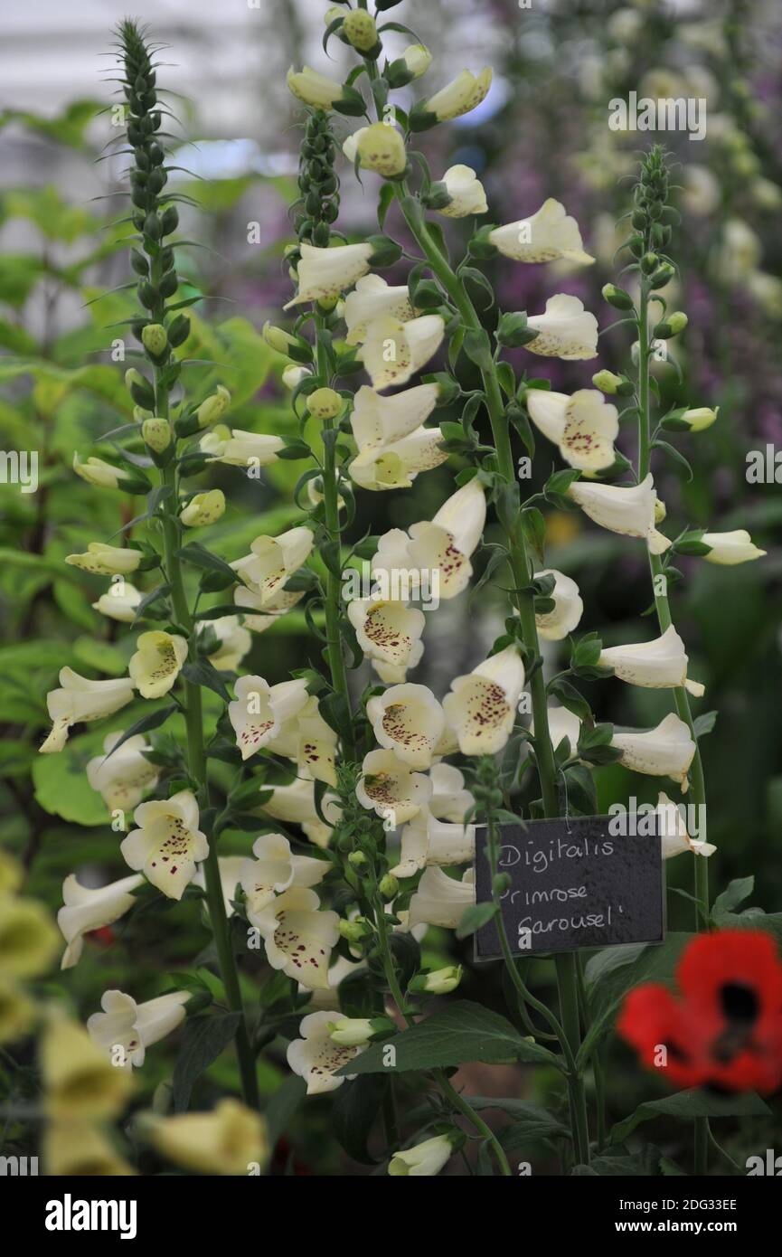 Common foxglove (Digitalis purpurea) Primrose Carousel bloom on an ...