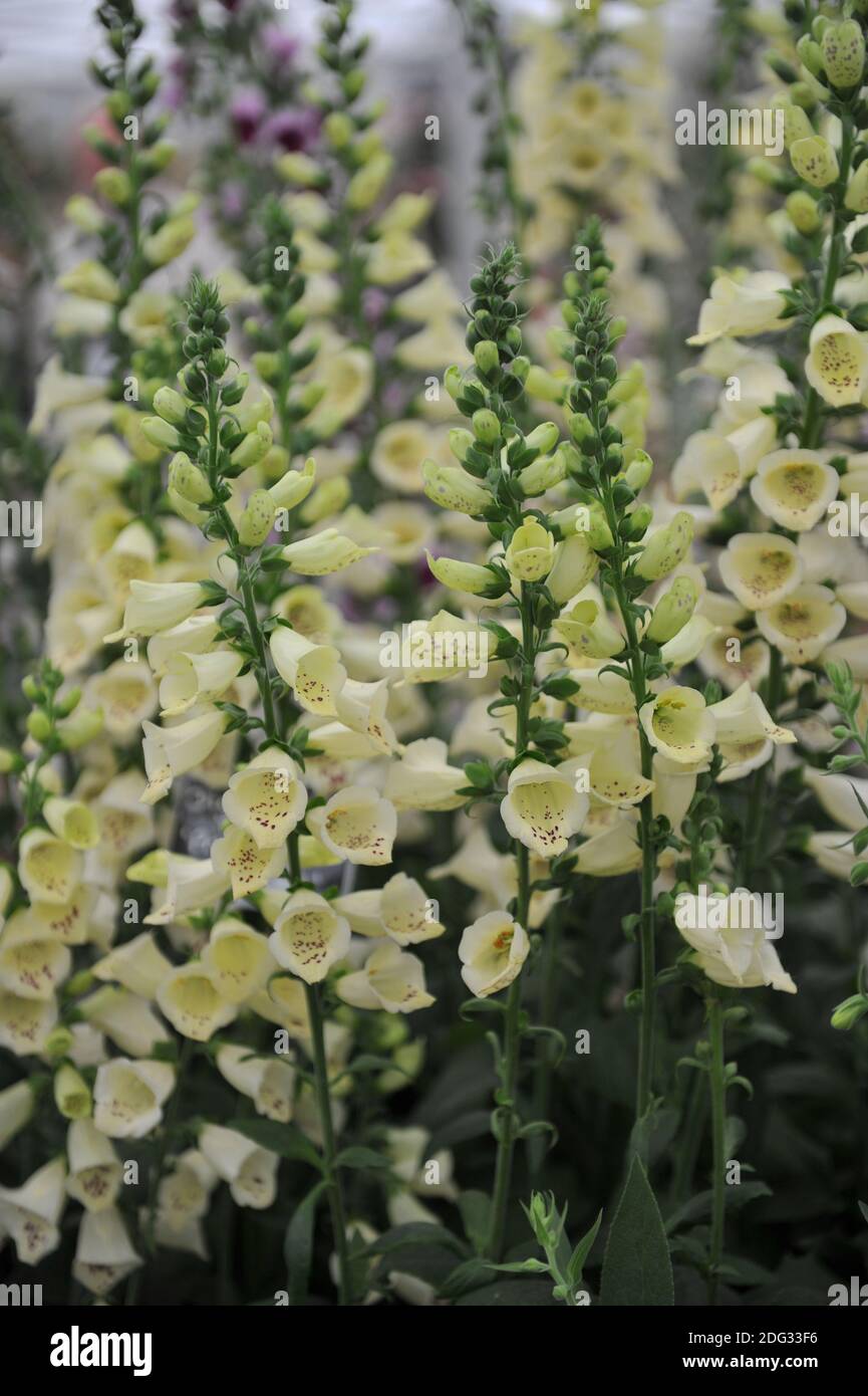 Primrose carousel hi-res stock photography and images - Alamy