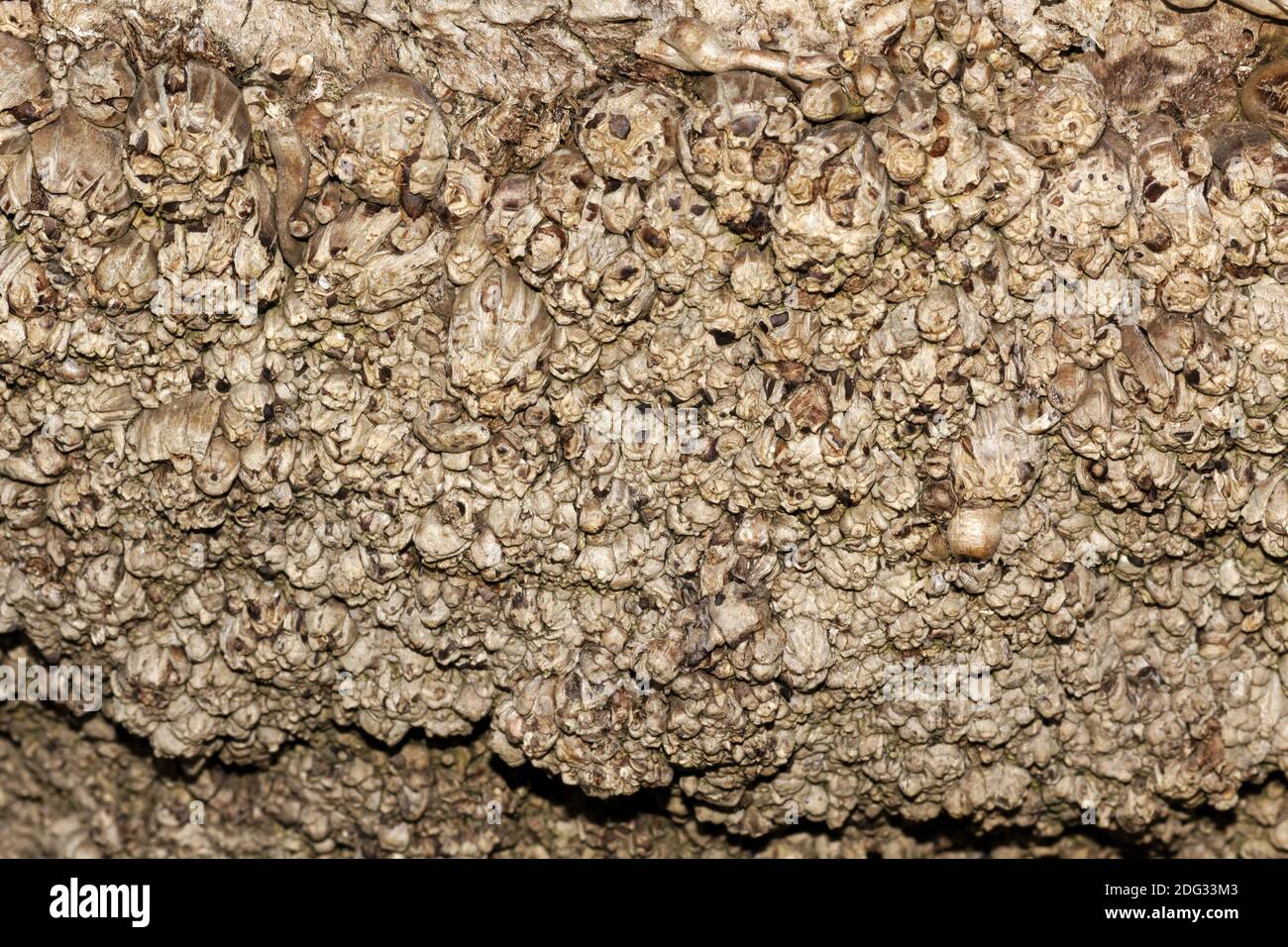 Butia capitata, Wine Palm, Jelly Palm, Pindo Palm Stock Photo - Alamy