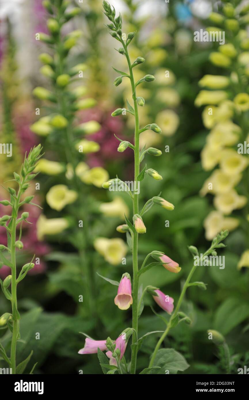 Spanish foxglove (Digitalis thapsi) blooms on an exhibition in May ...